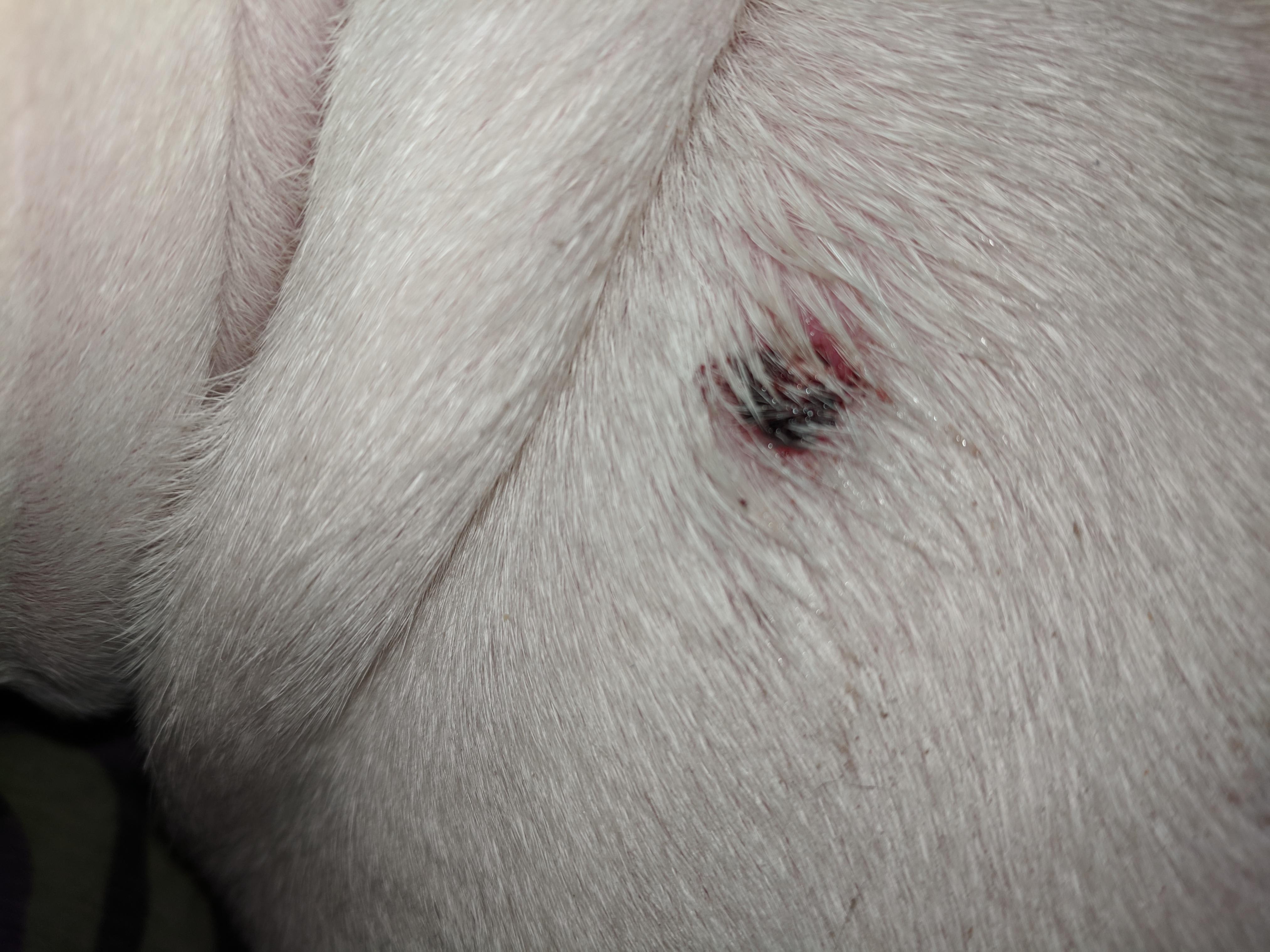 Dog's shoulder bump has a black scab that won't heal. What is it? | Petco