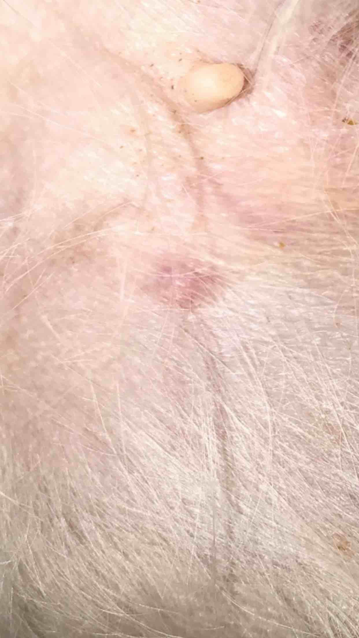 Why does my dog have an itchy, movable lump on her inner thigh? | Petco