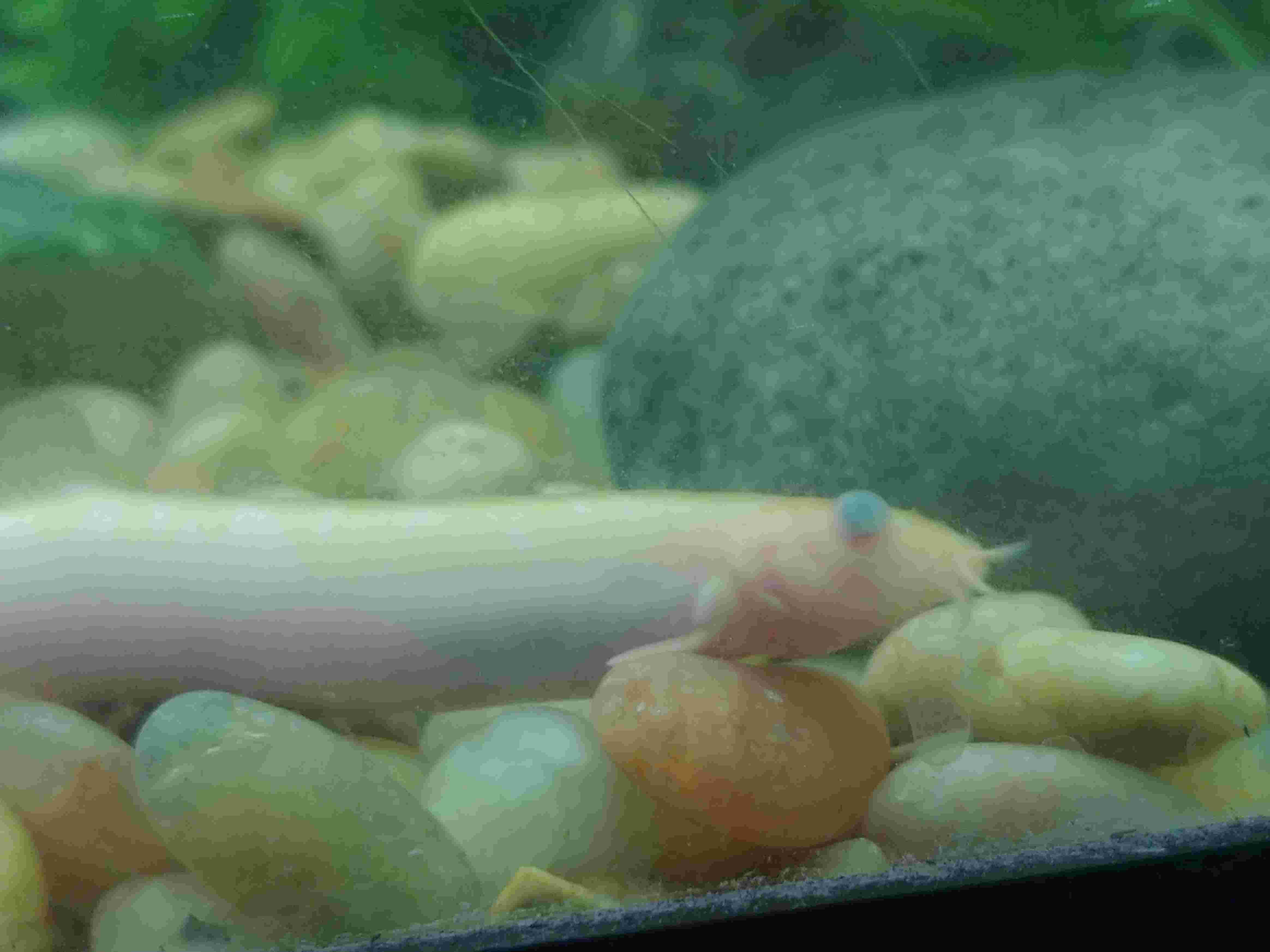 My Dojo Loach Has Swollen Eyes? Is it Popeye & How to Treat? | Petco