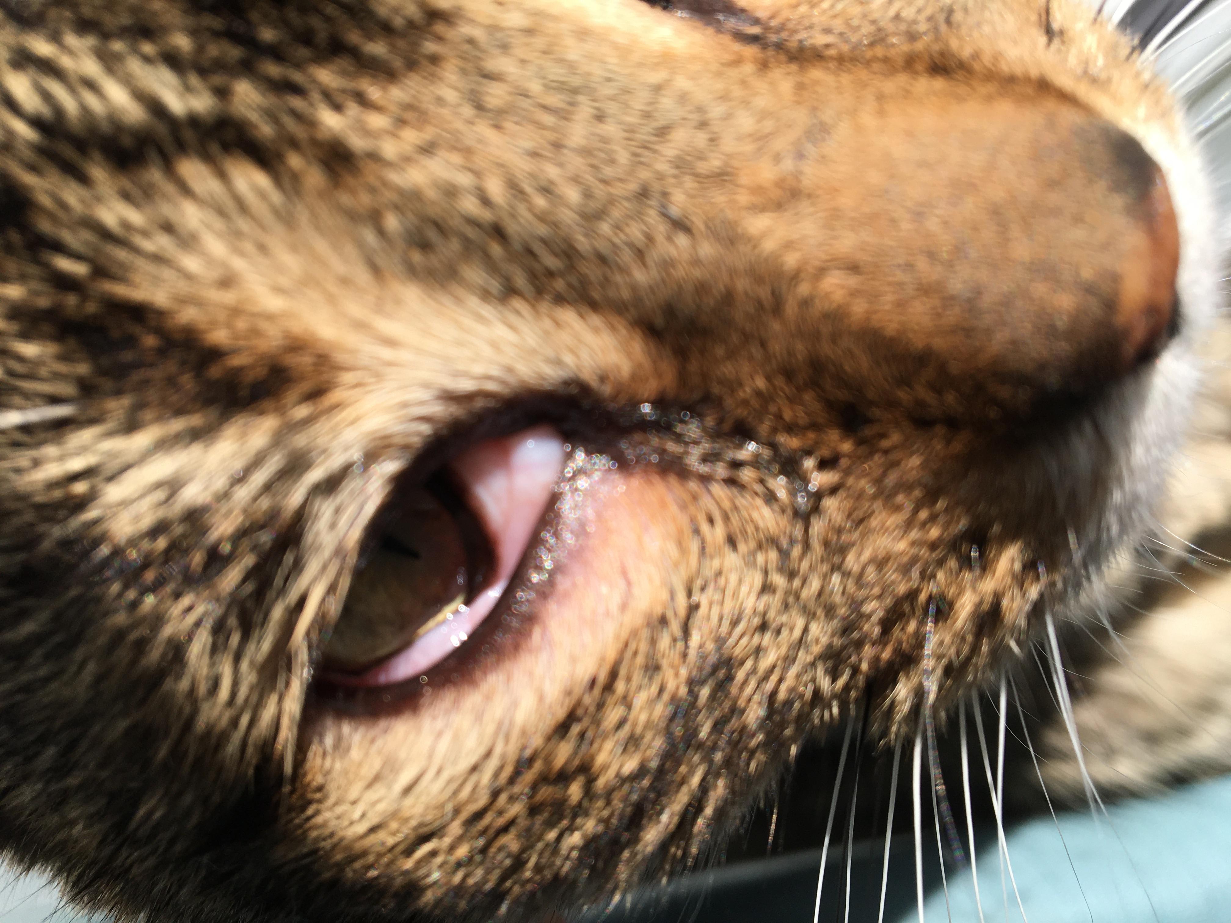 Is Your Cat's Eye Swollen, Bulging, Tearing, With Goo? What to Do? | Petco