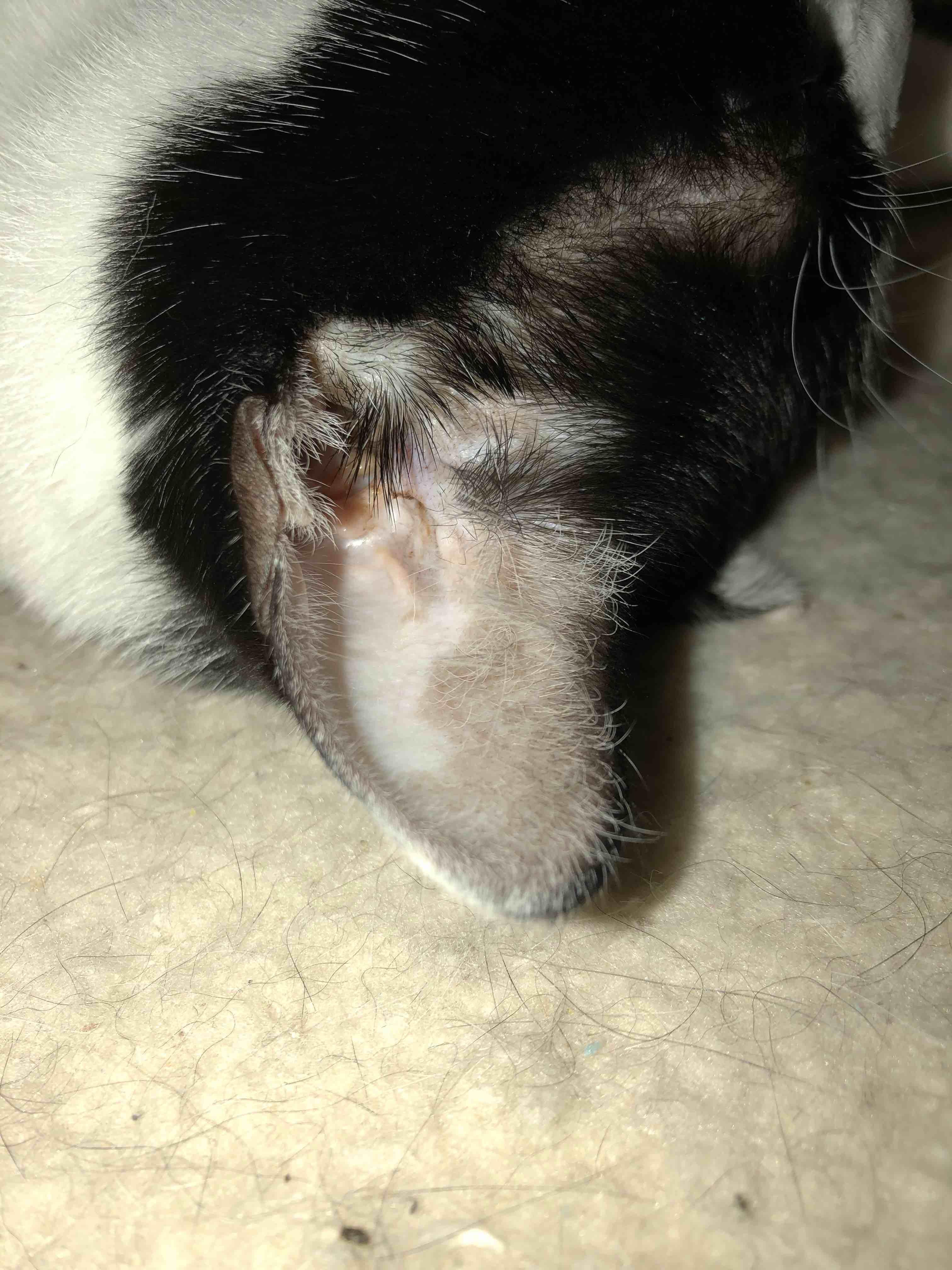 Cat ear infection not improving after treatment? What to do? | Petco