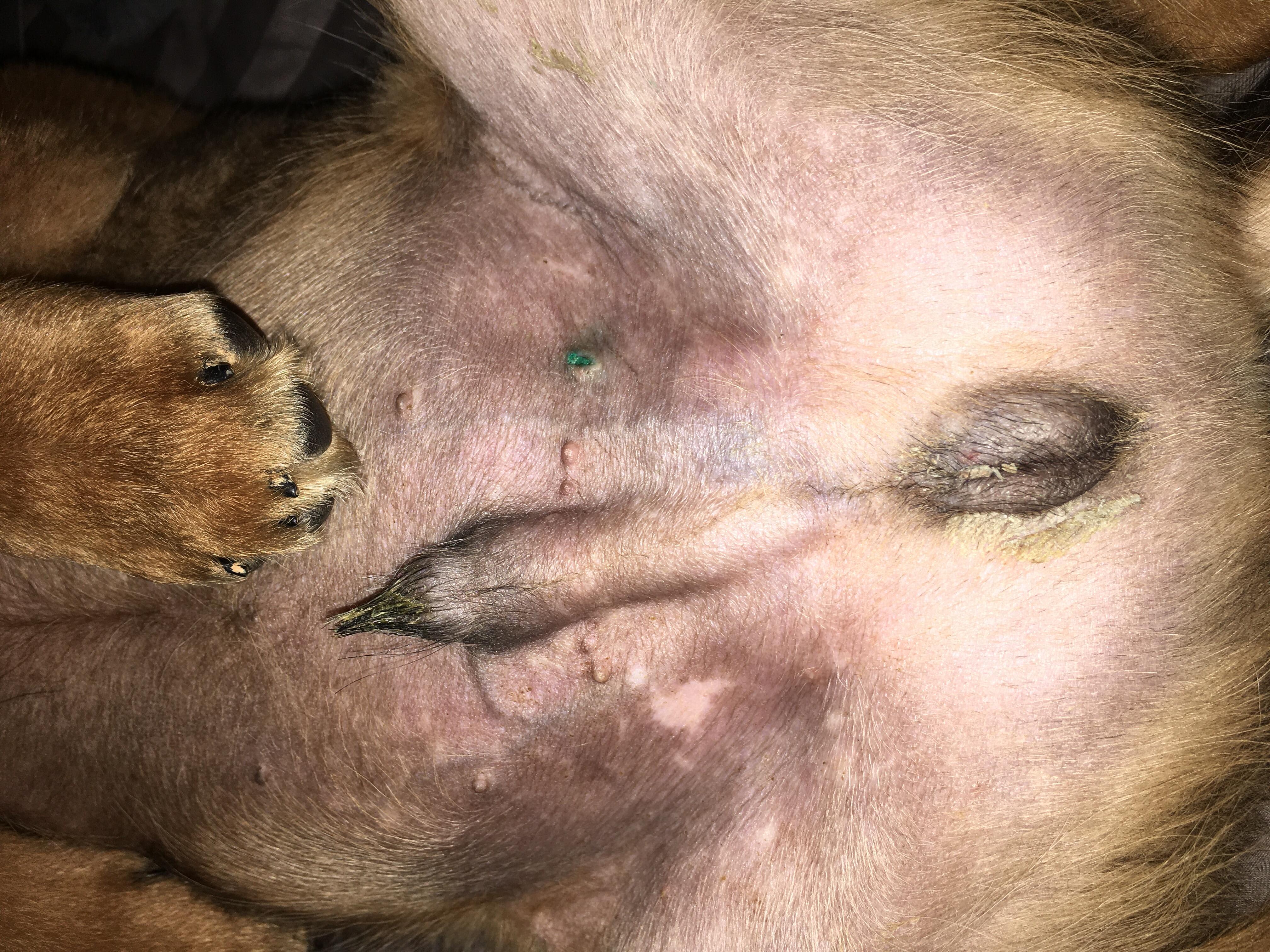 How can I tell if my dog's neuter incision is healing properly? | Petco