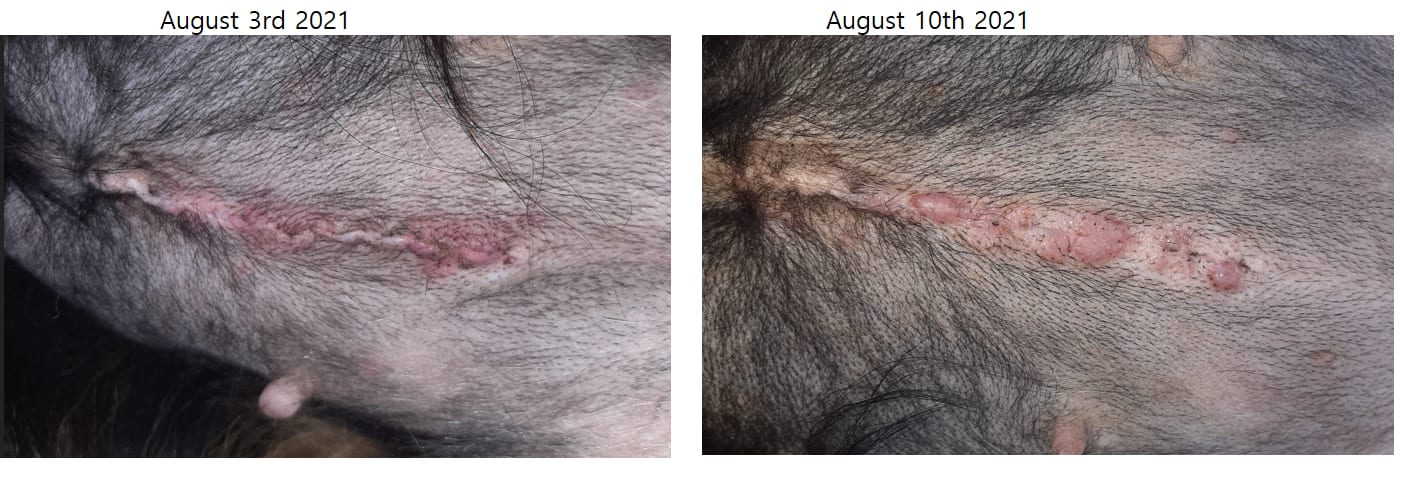 Is your dog's spay incision red & inflamed? Should you worry? | Petco