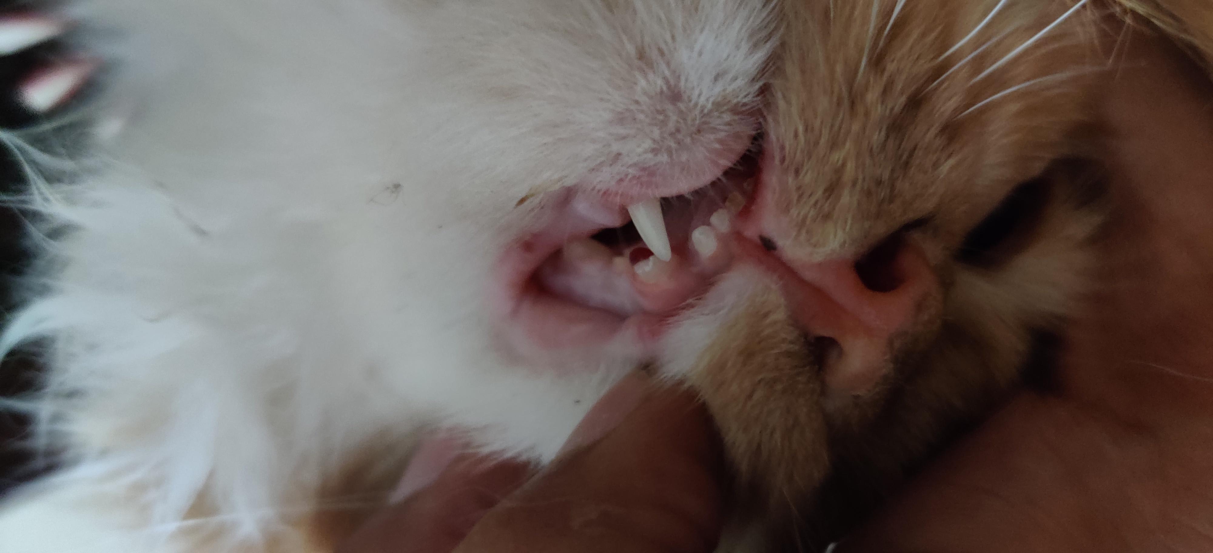 Kitten Has Broken Tooth, Won't Eat, No Vet? What to Do Now | Petco