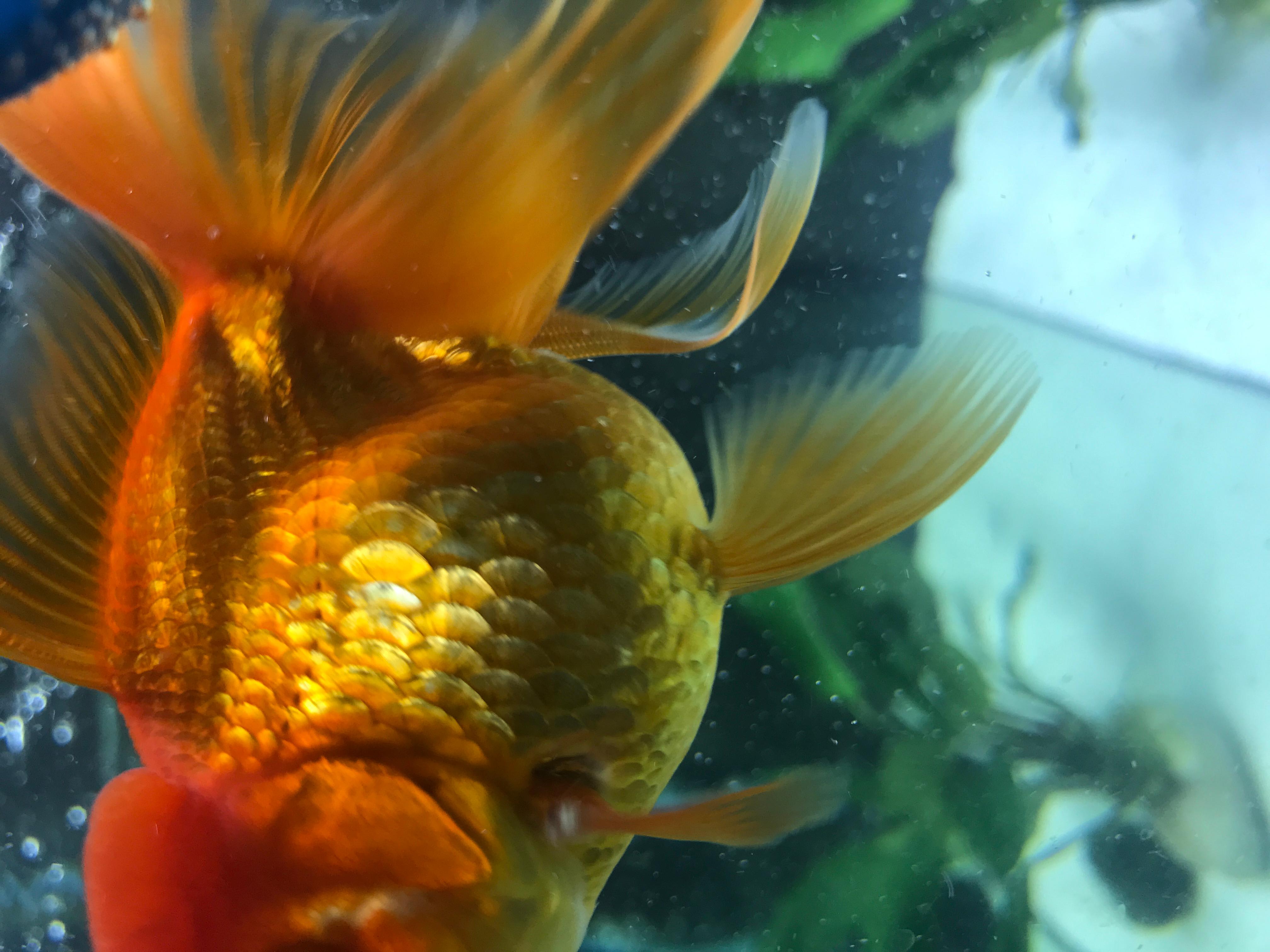 My Goldfish Has a Fin Growth: Is It a Fungal Infection? | Petco
