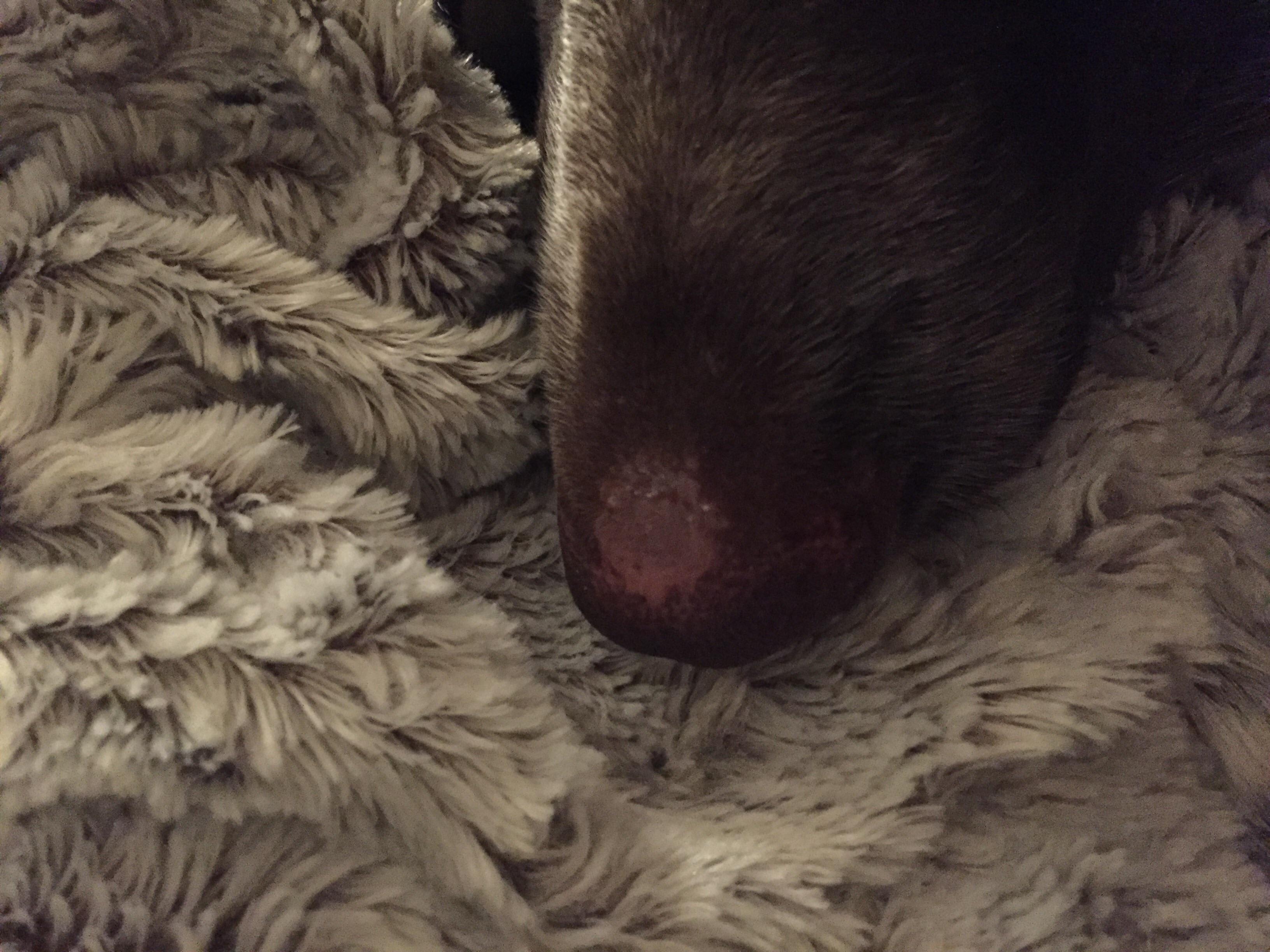 Why is my German Shorthair Pointer's nose peeling and scarring? | Petco