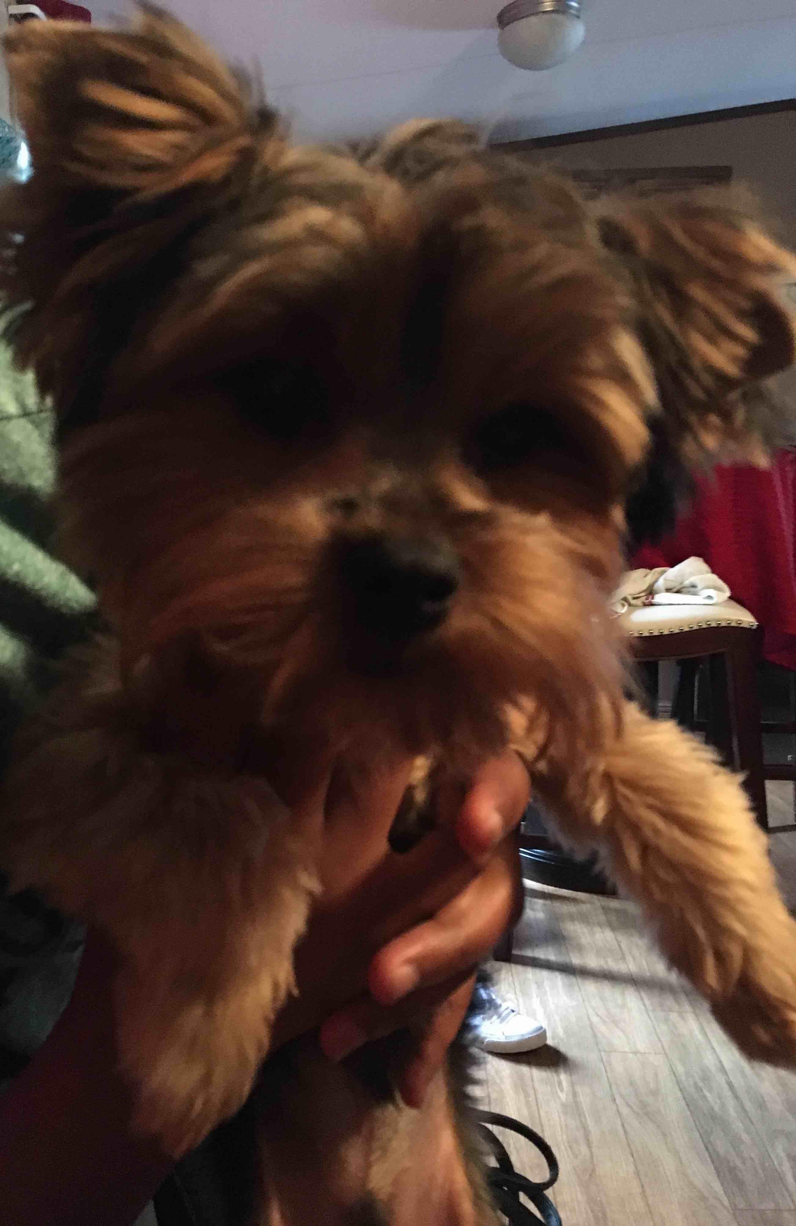 Why does my puppy puke & get hiccups after eating or drinking? | Petco