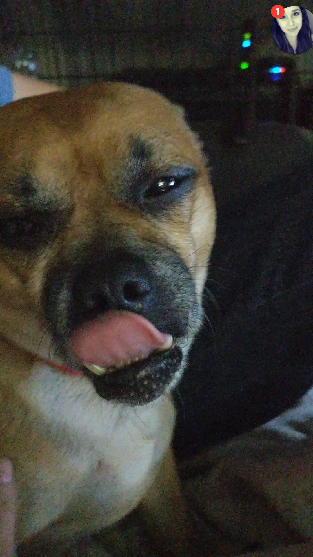 My Dog Has a Lump Under Jaw & Watery Eyes? What to Do? | Petco