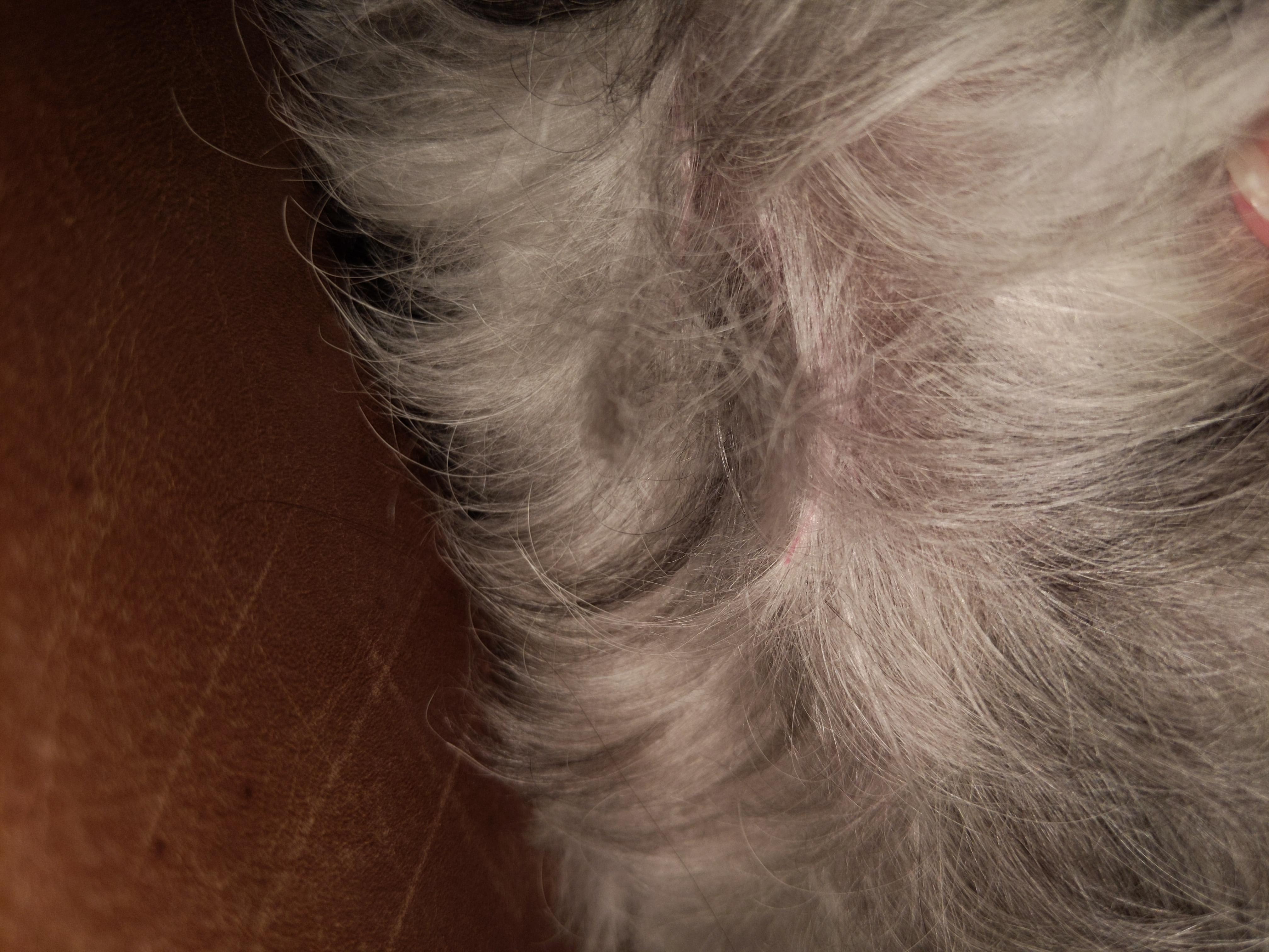 My dog has stiff fur & red skin on back. What's wrong? | Petco