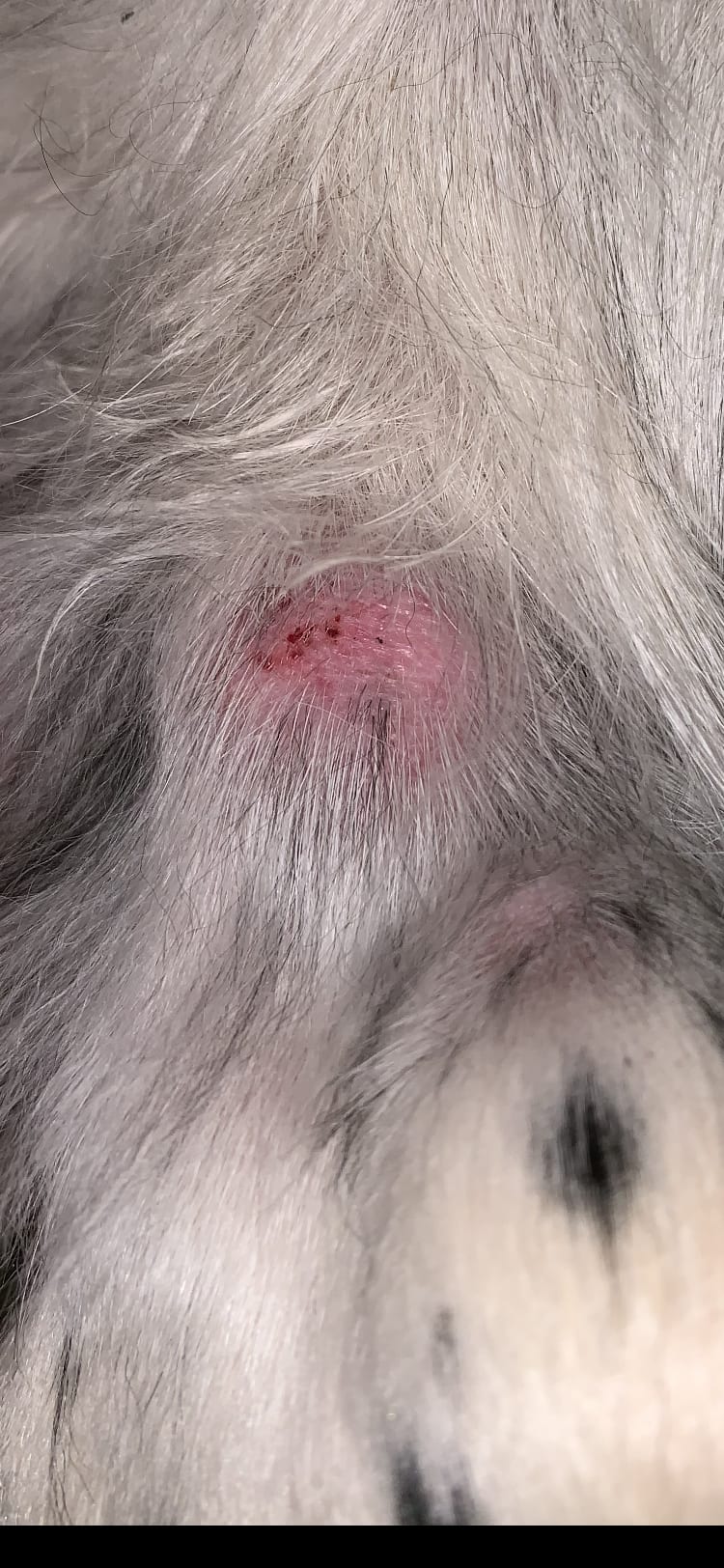 Is Your Dog Scratching a Lot & Has a Leg Sore? Fleas or Allergies? | Petco
