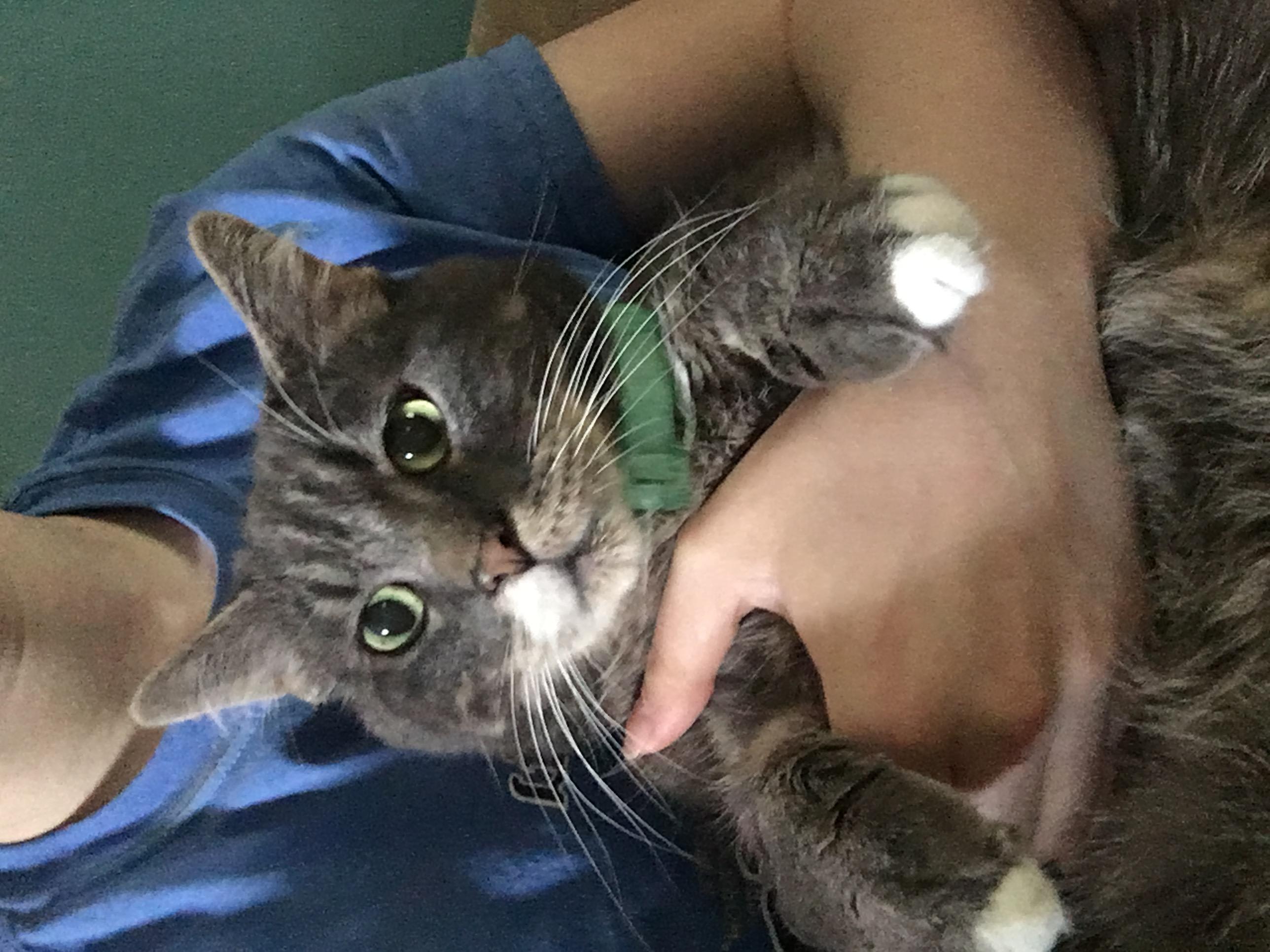 My Cat Has Feline Leukemia. Could a Vaccine Be the Cause? | Petco