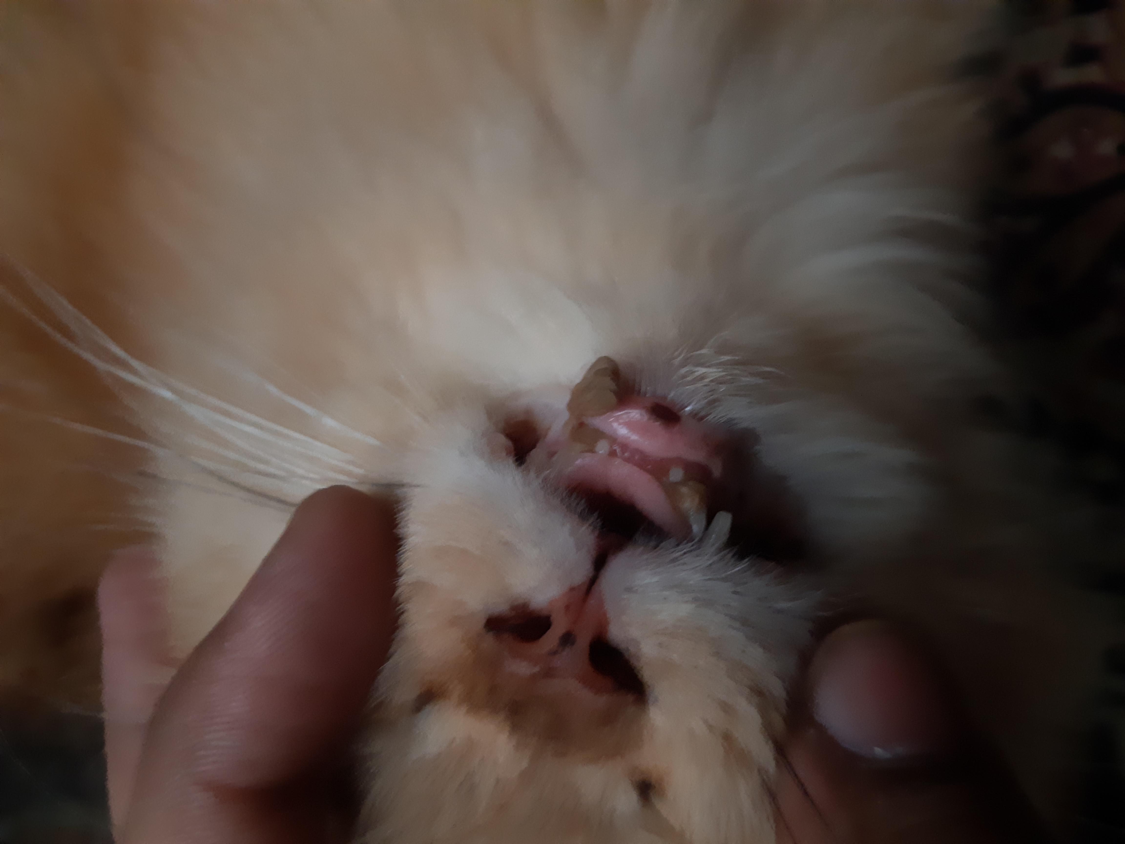 My Cat's Breath Stinks for a Month? Find Out What to Do Now | Petco