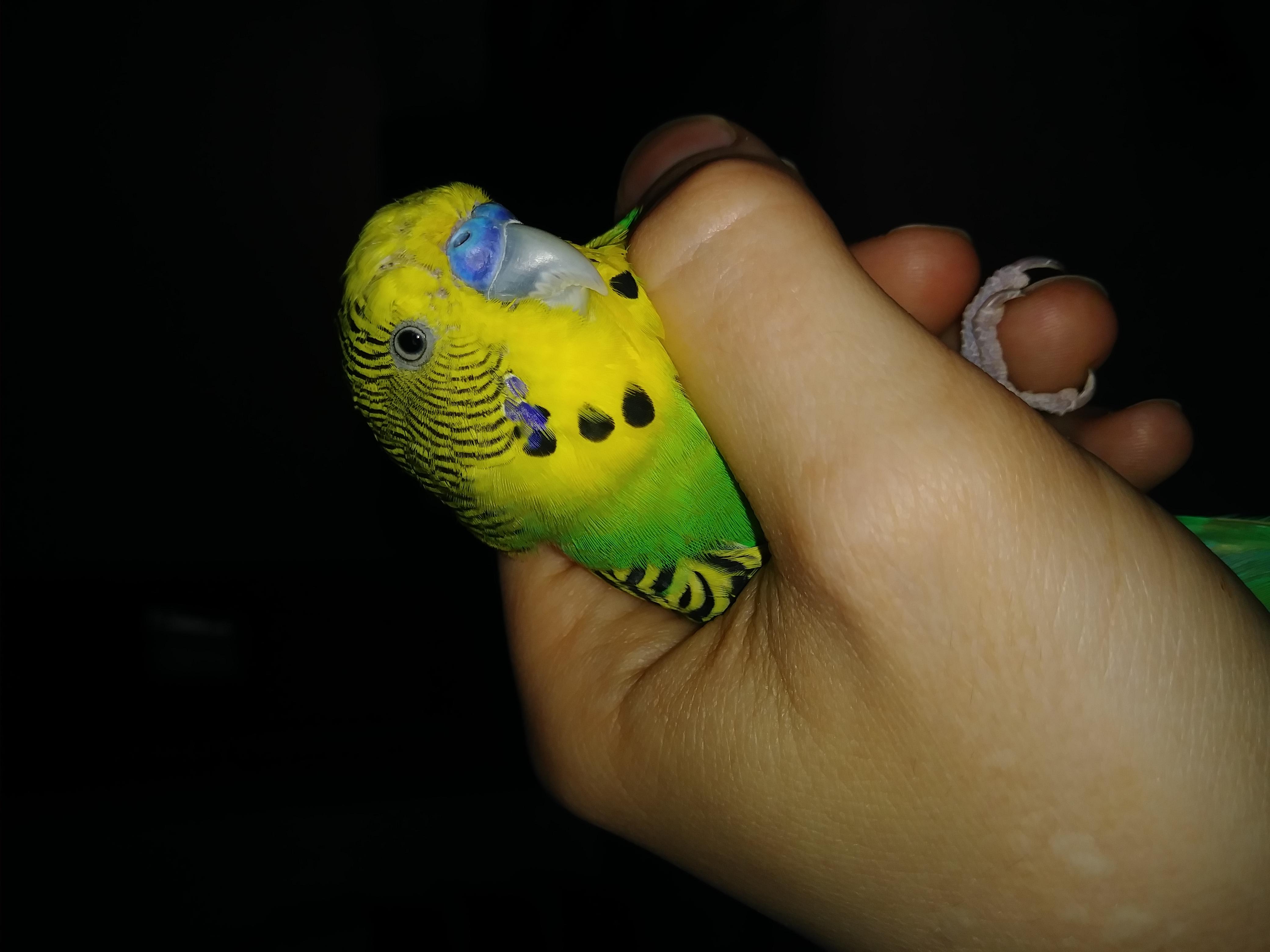 Why is my male parakeet's beak turning bluish gray? Is he sick? | Petco