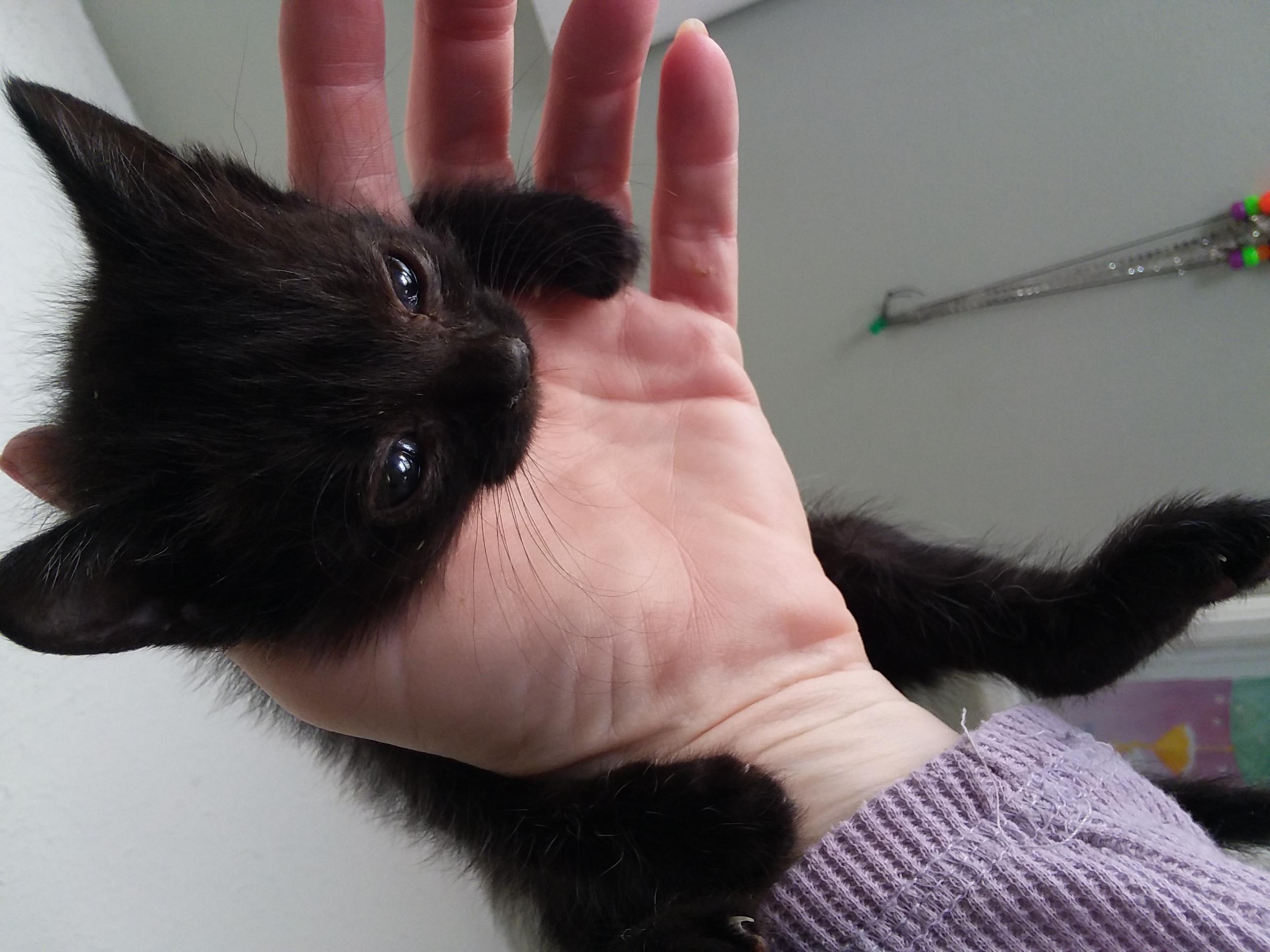 Why is my 5-week kitten frail, has matted eyes, and twitching legs? | Petco