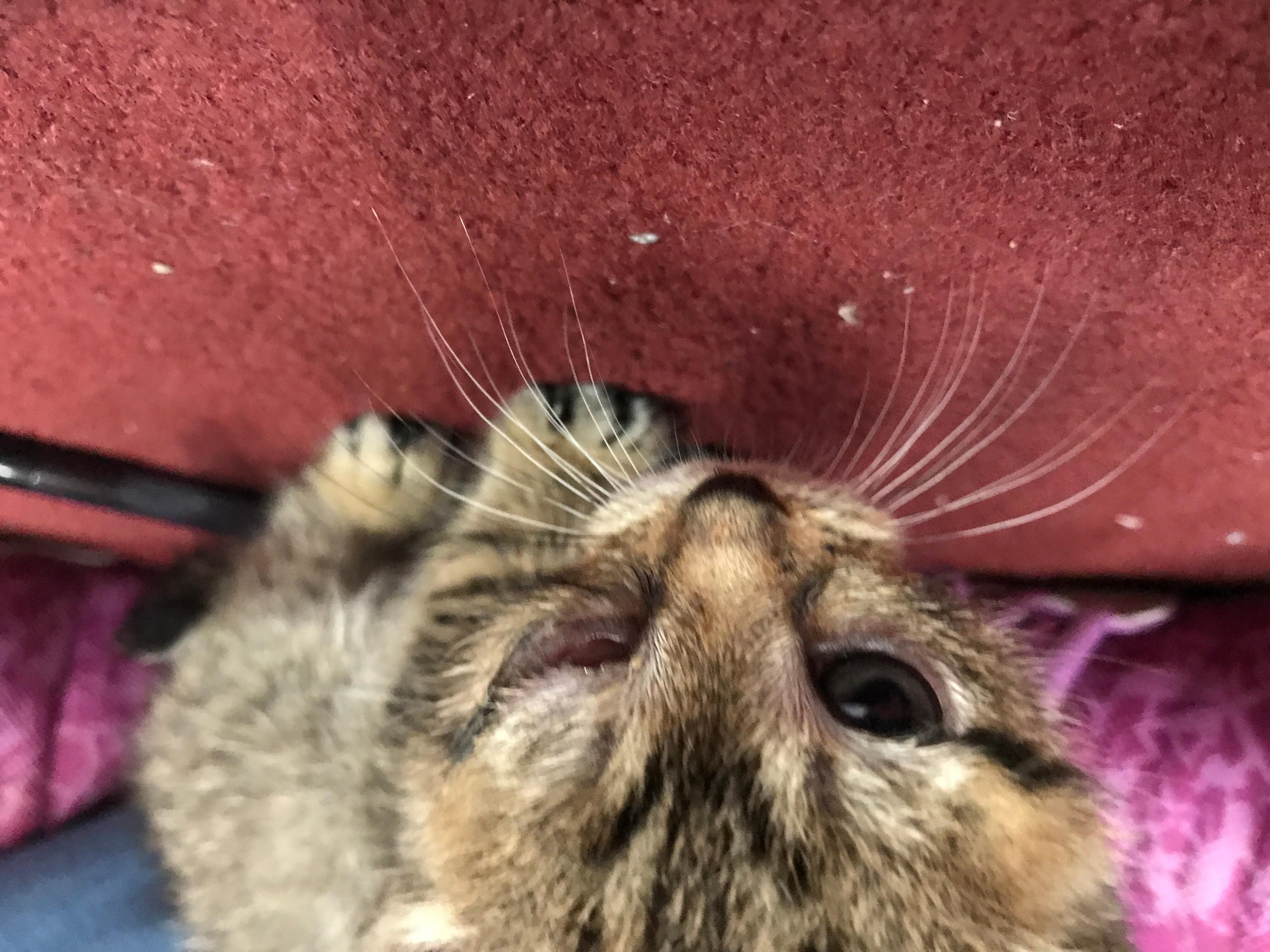 Kitten's Eye Swollen & Draining After Treatment: Is It Normal? | Petco