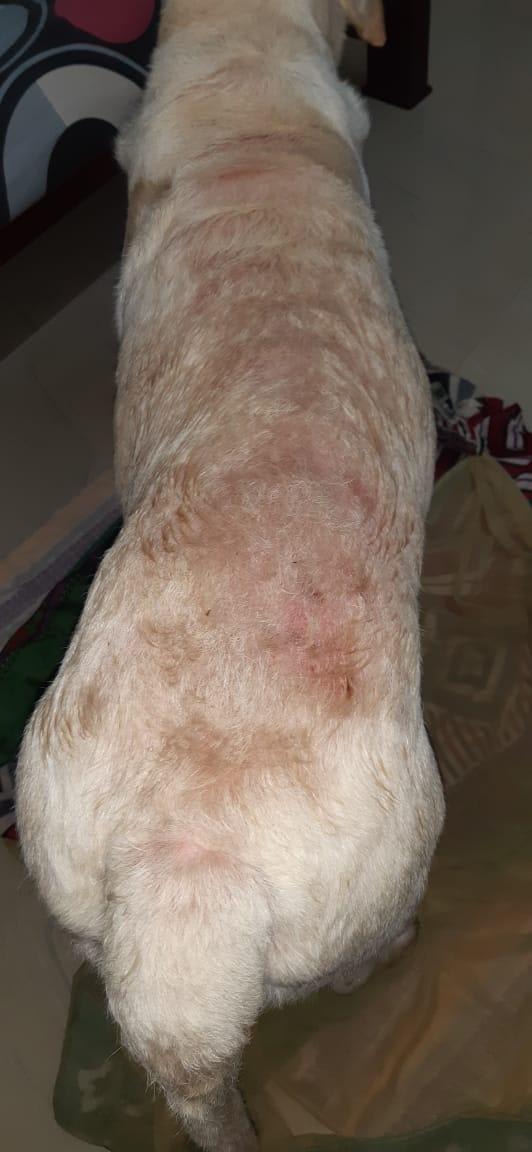 My Dog's Skin Problems: Causes, Symptoms & Vet Visit Guide | Petco