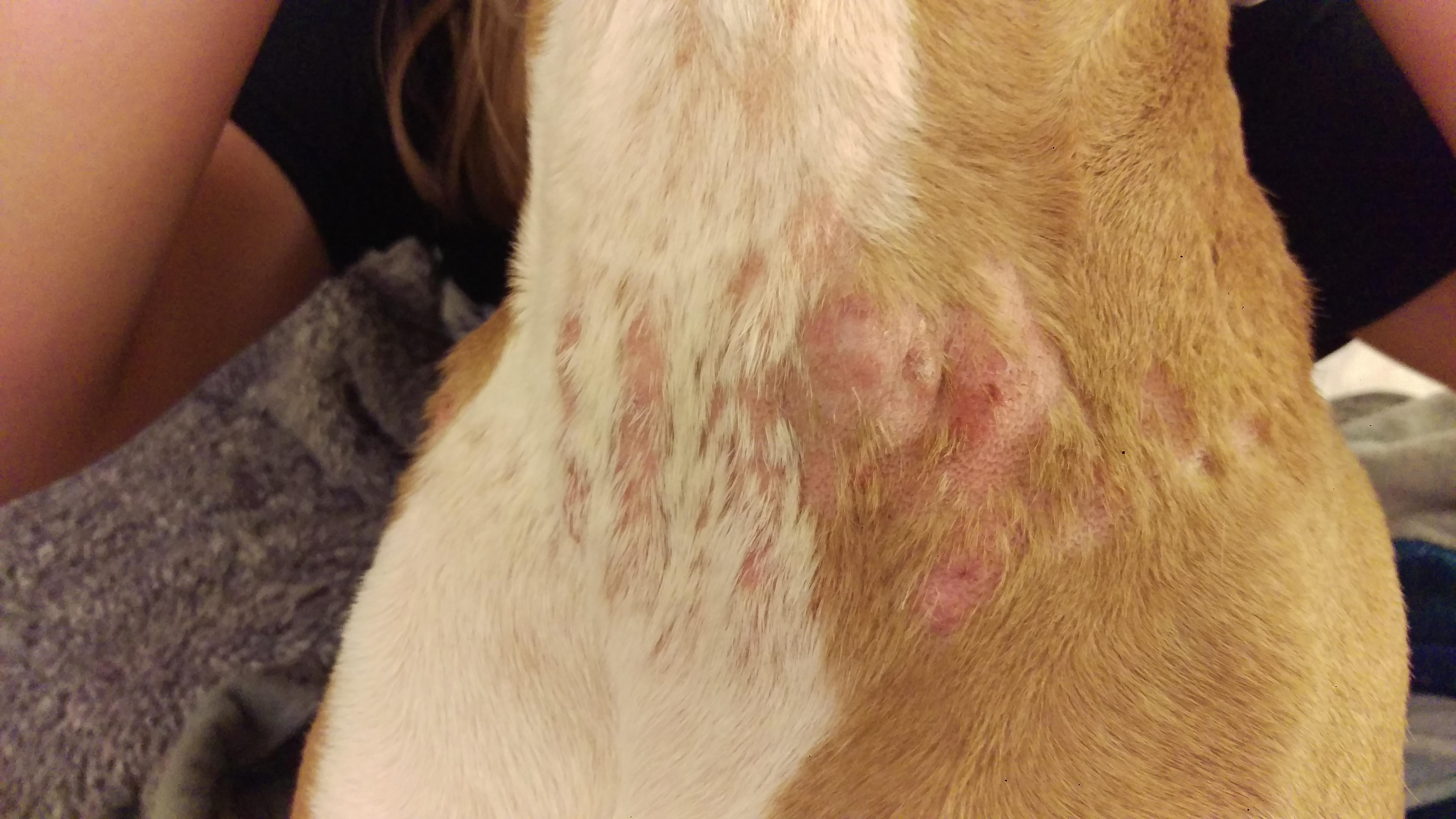 Dog has pimple-like spots? Treat his skin until you see a vet | Petco