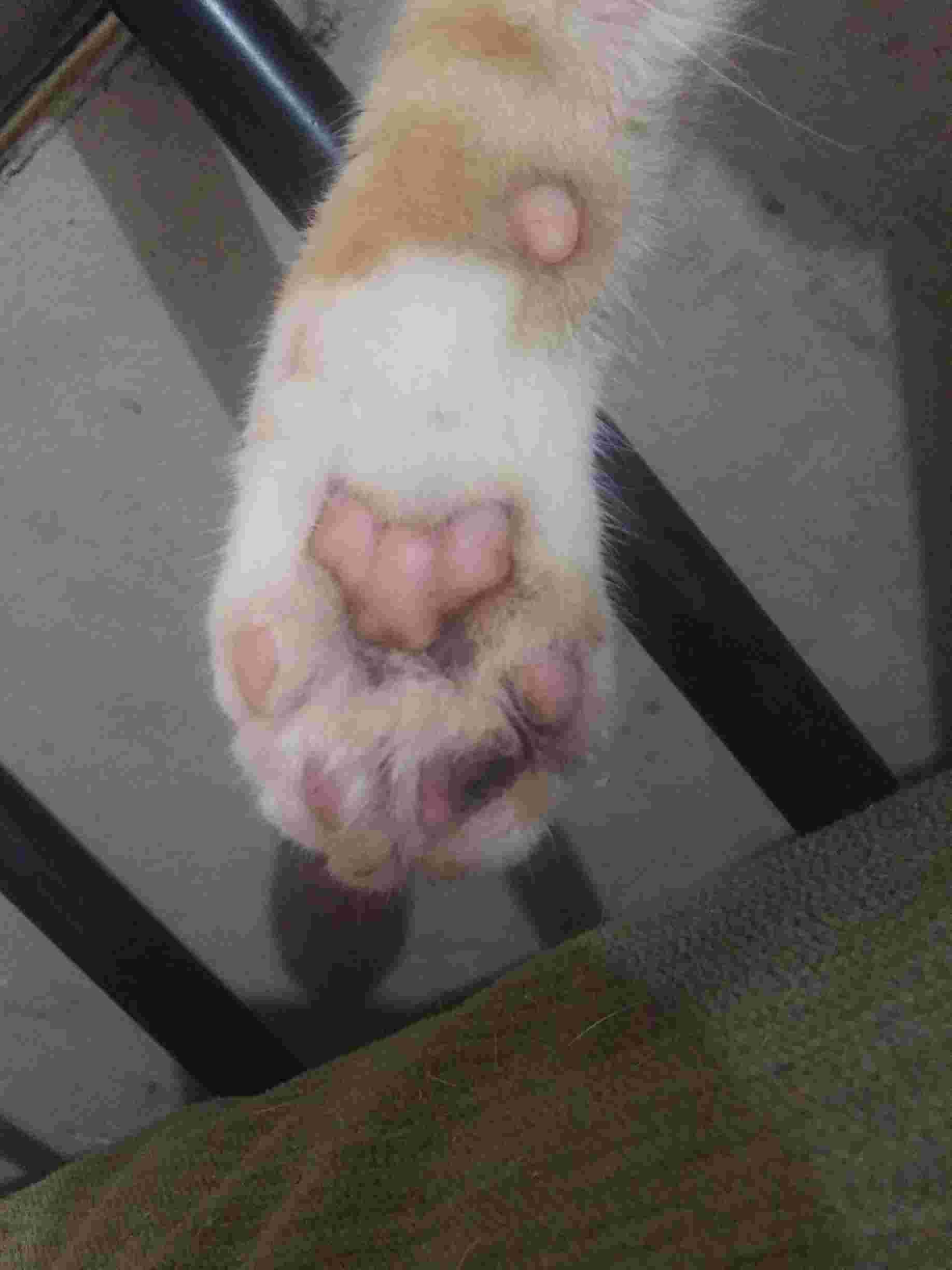 My Cat's Injured Paw: Limping & Favoring It? See a Vet? | Petco