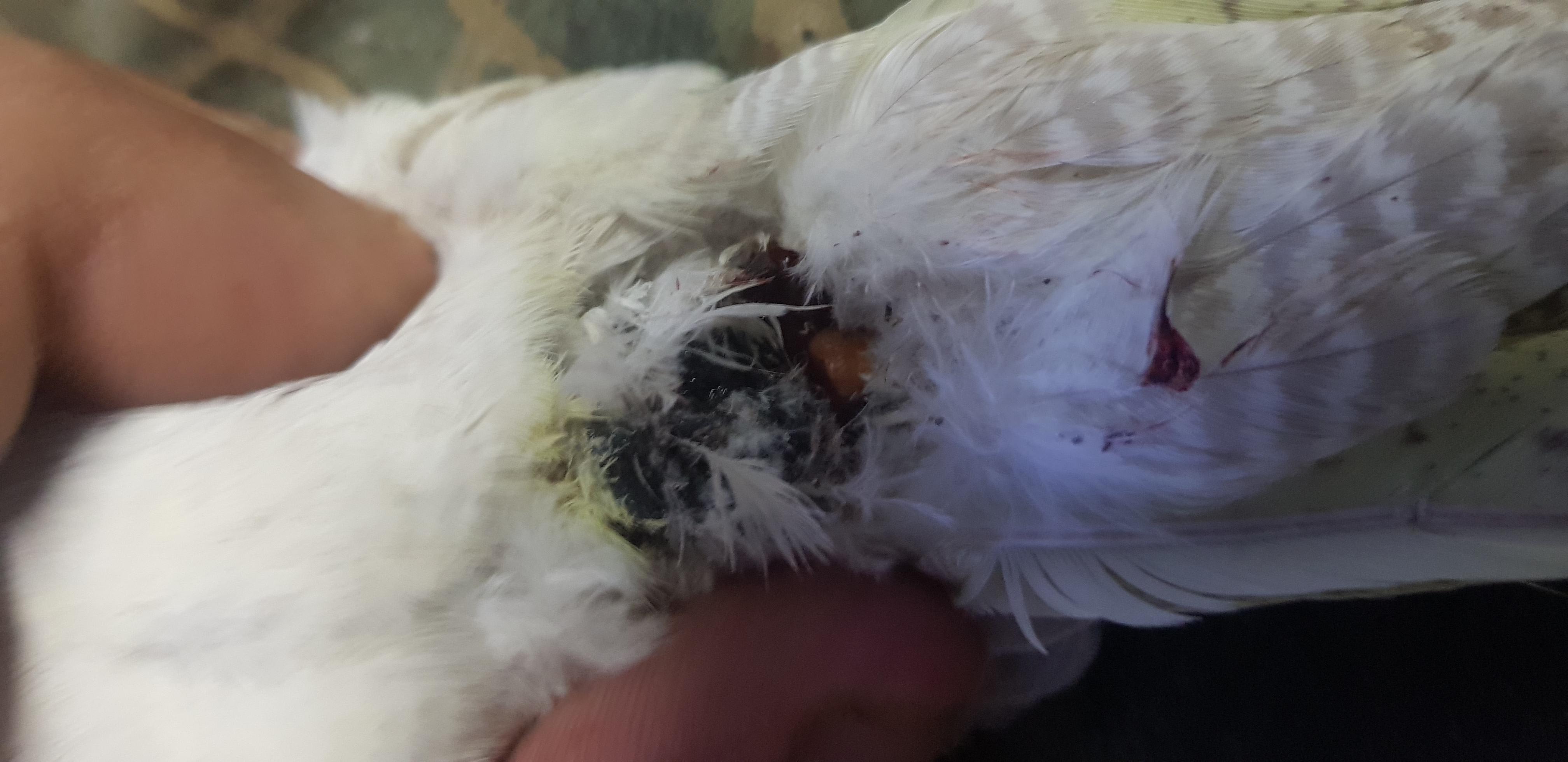 Cockatiel's Lumpy, Crusty, Bleeding Bottom? What's Wrong? | Petco