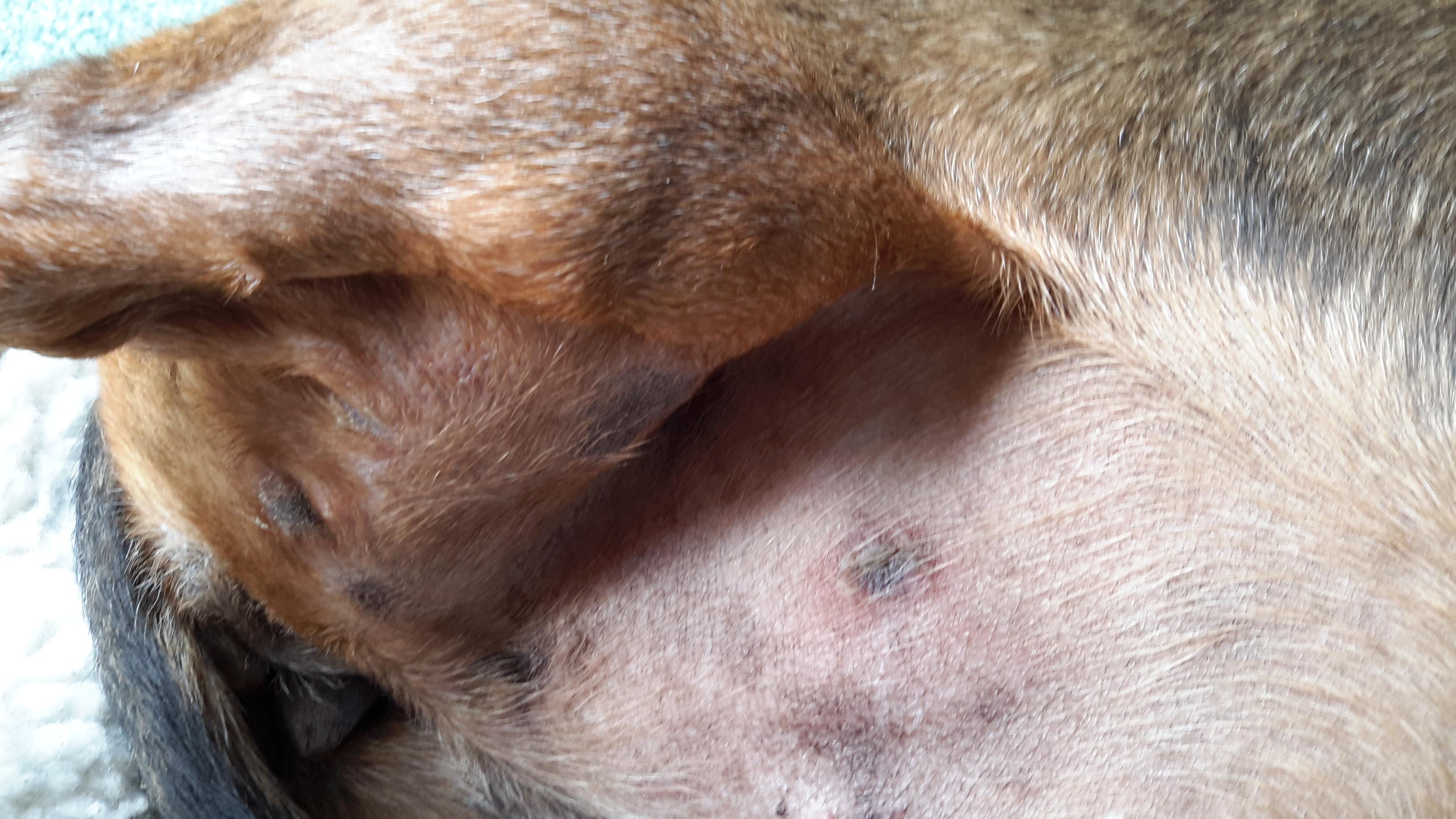 My dog has red, crusty blisters on her belly. What to use? | Petco