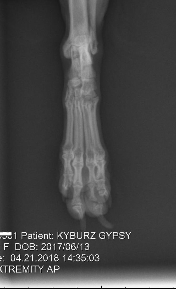 My Yorkie Puppy Has a Paw Defect. Is Toe Amputation Necessary? | Petco