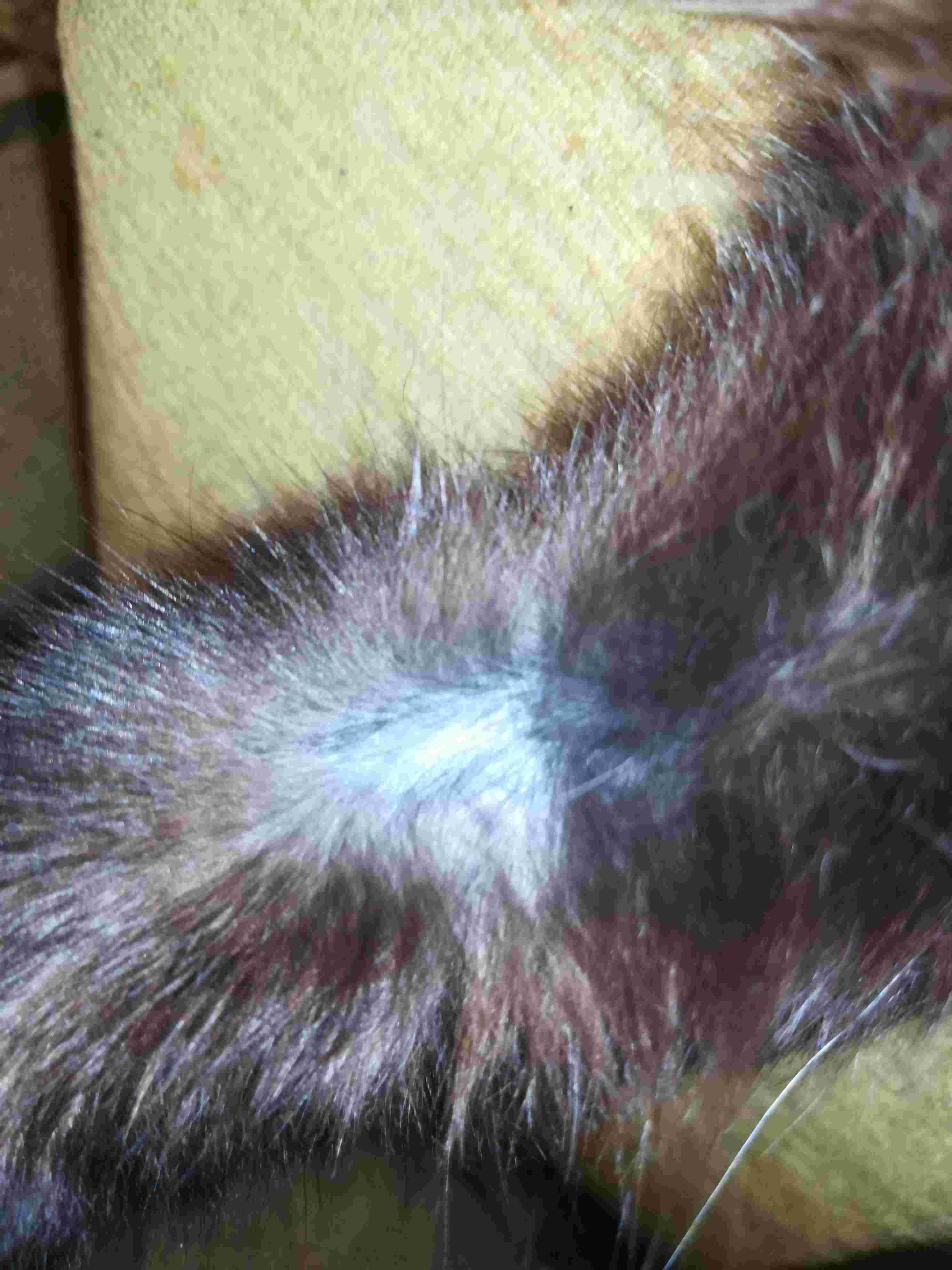 Is It Normal For My Cat's Black Fur To Turn White on Her Paws? | Petco