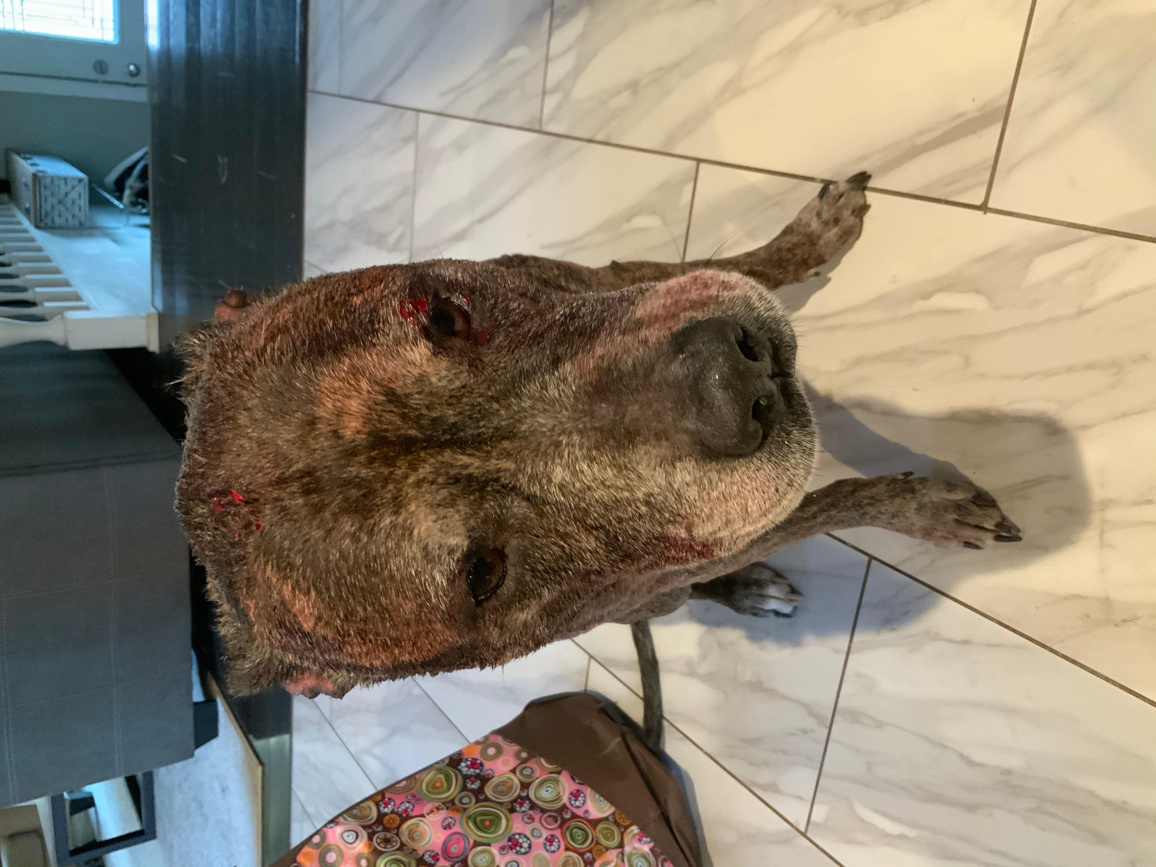My pit bull has bleeding chest wounds after an attack? | Petco