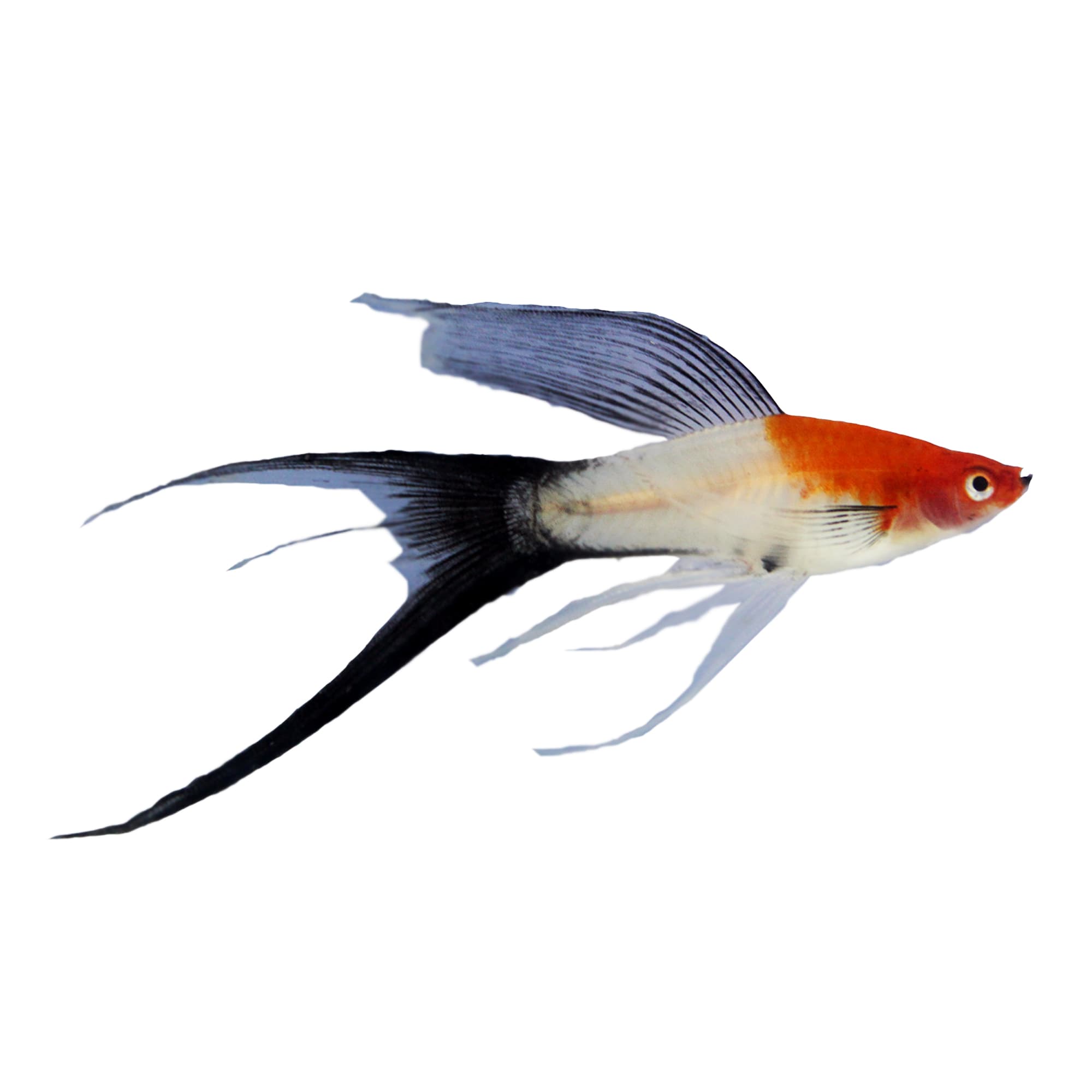 Geisha Lyretail Swordtail (Xiphophorus helleri) | Petco