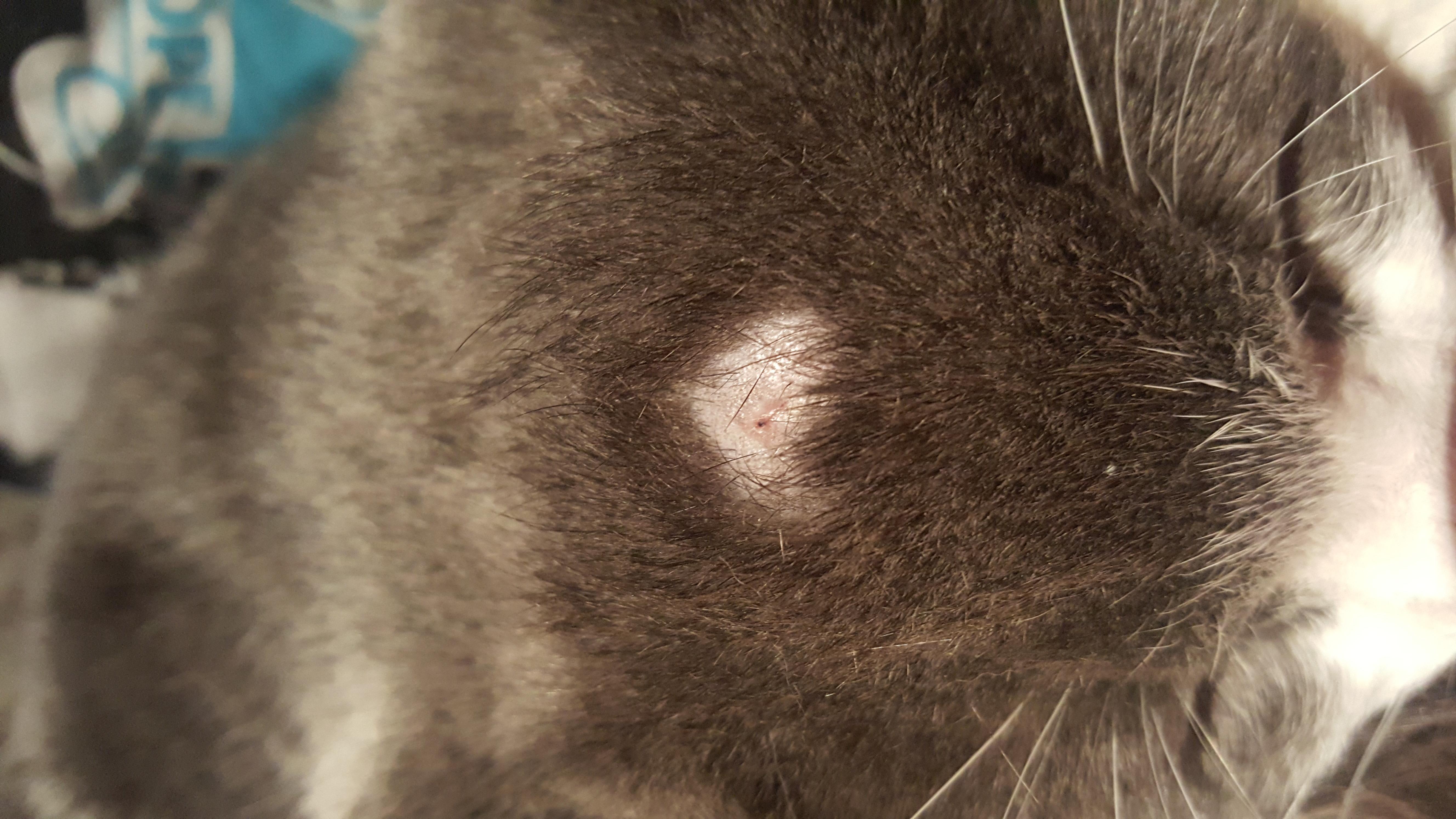 What's a Soft Lump on My Cat's Forehead After a Sore Fell Off? | Petco