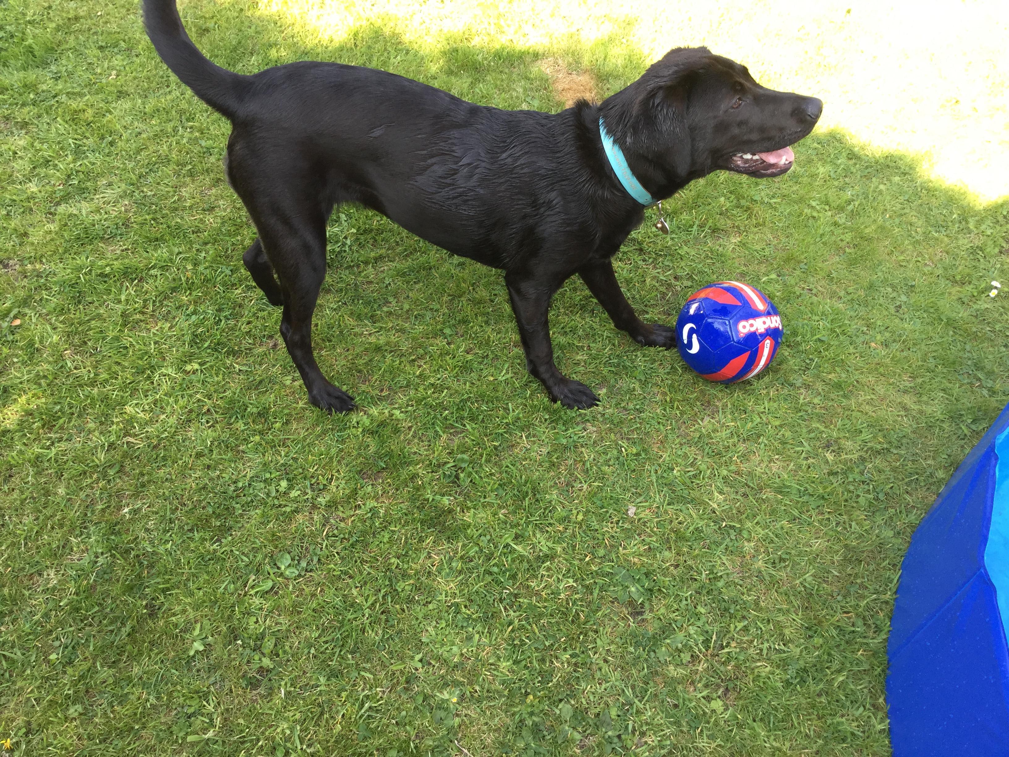 Why is my Lab puppy eating everything & avoiding water? Stop it! | Petco