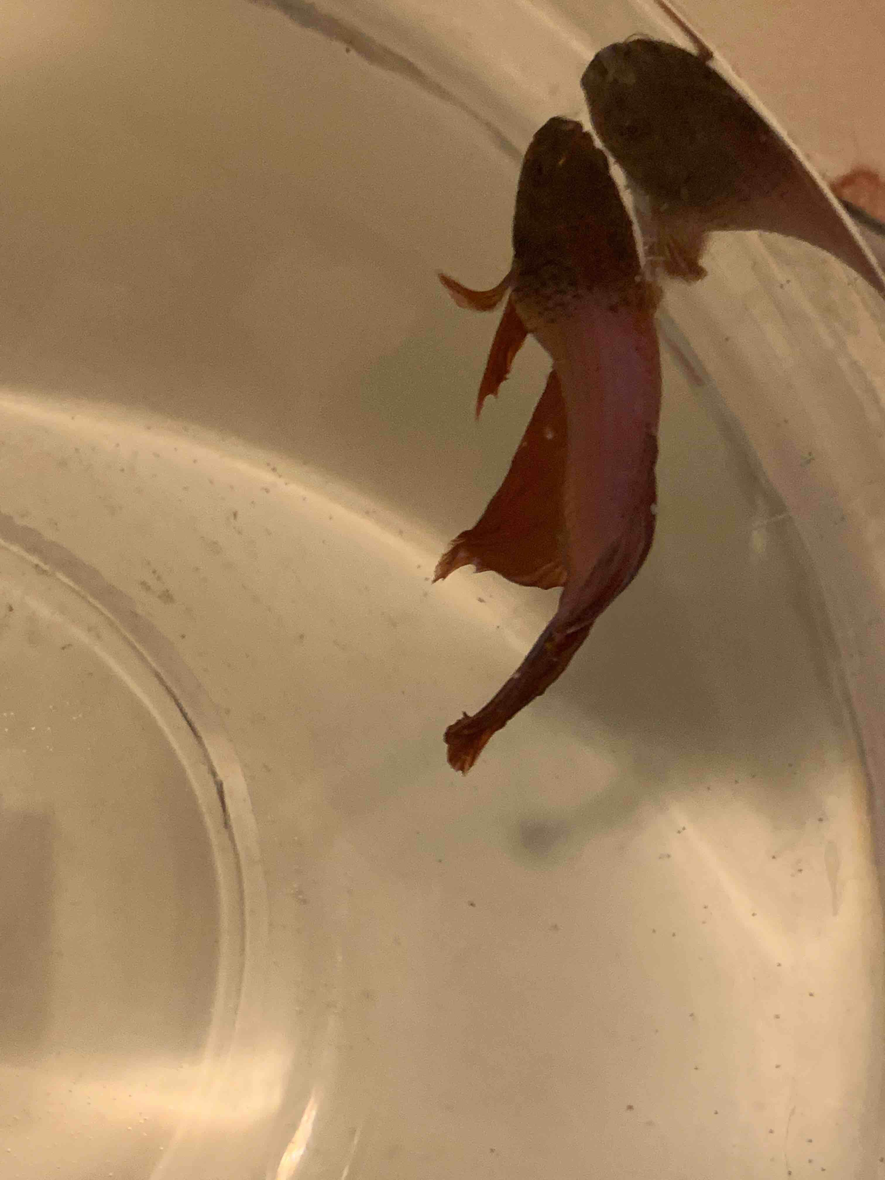 My Fish Has Fin Rot: Treat & Care for Your Sick Fish | Petco