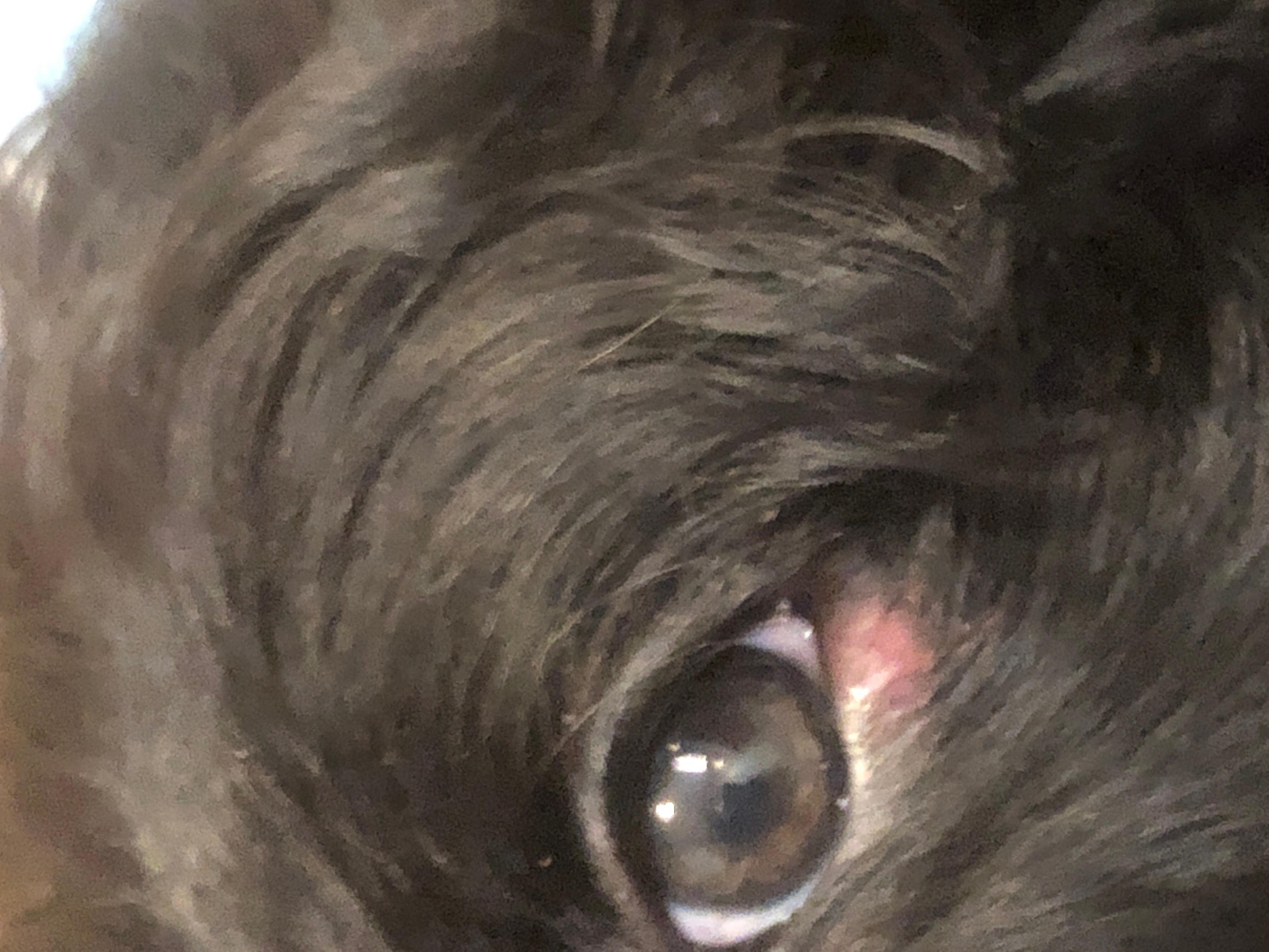 8-Week Goldendoodle Puppy Eye Bump: Is It a Stye? Get Answers | Petco