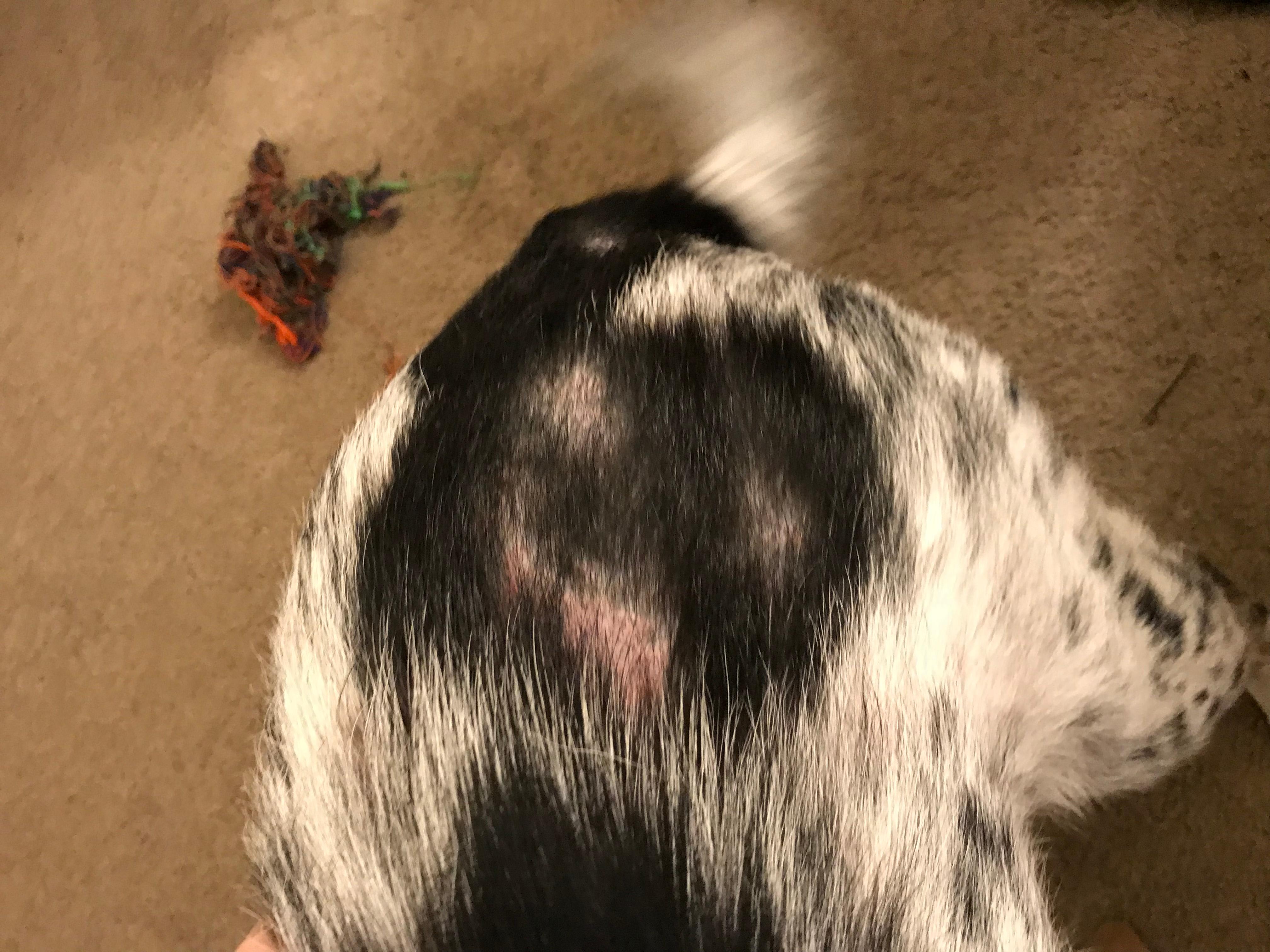 Dog Chewing Skin, Scabbing, Hair Loss: Allergies or Something Else? | Petco