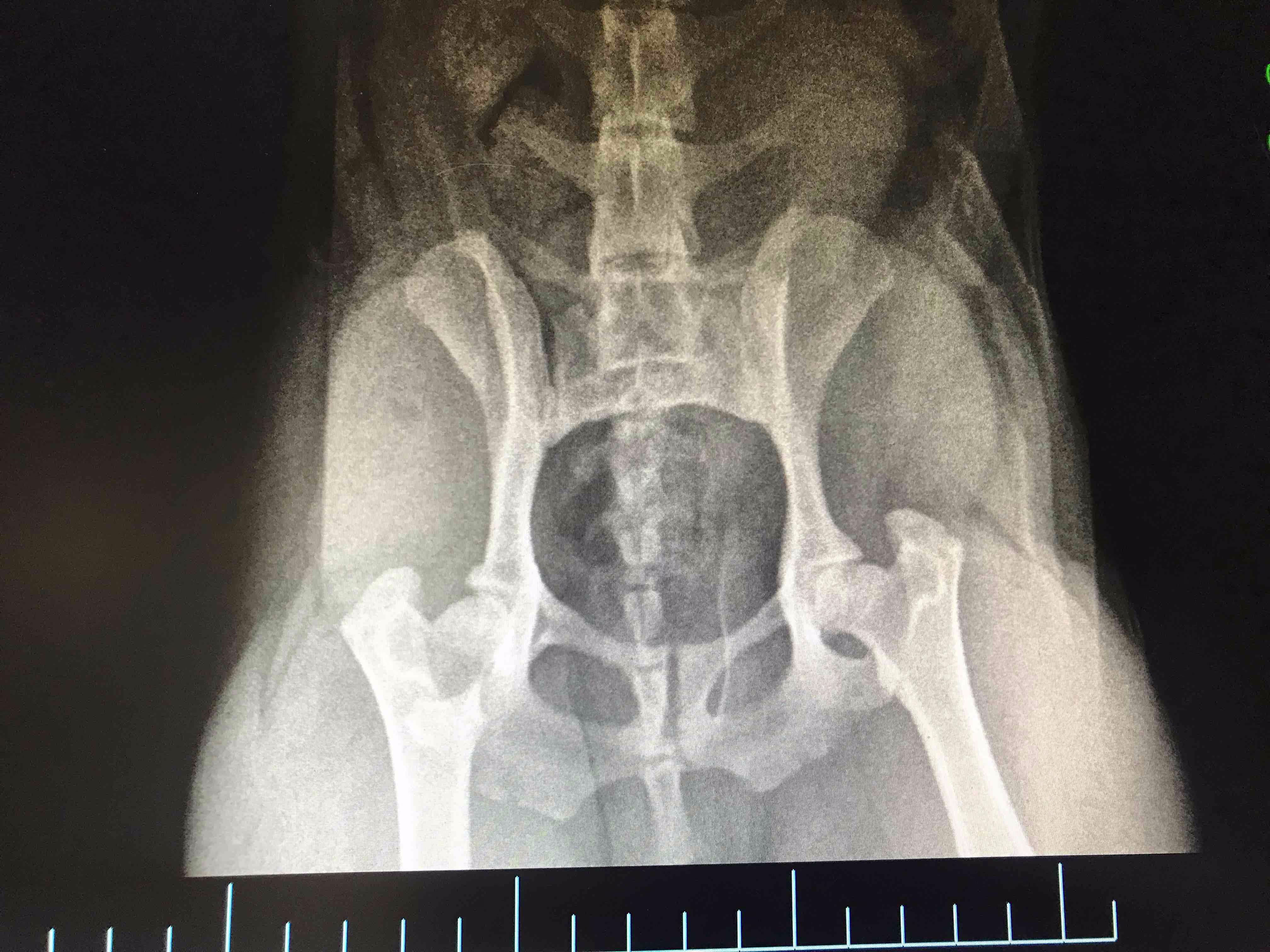 My dog has avascular necrosis. Is it Legg-Calvé-Perthes disease? | Petco