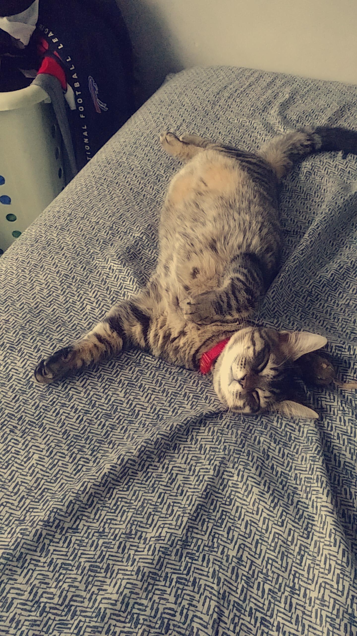 My 6-month-old kitten's baby teeth not falling out. Is it normal? | Petco