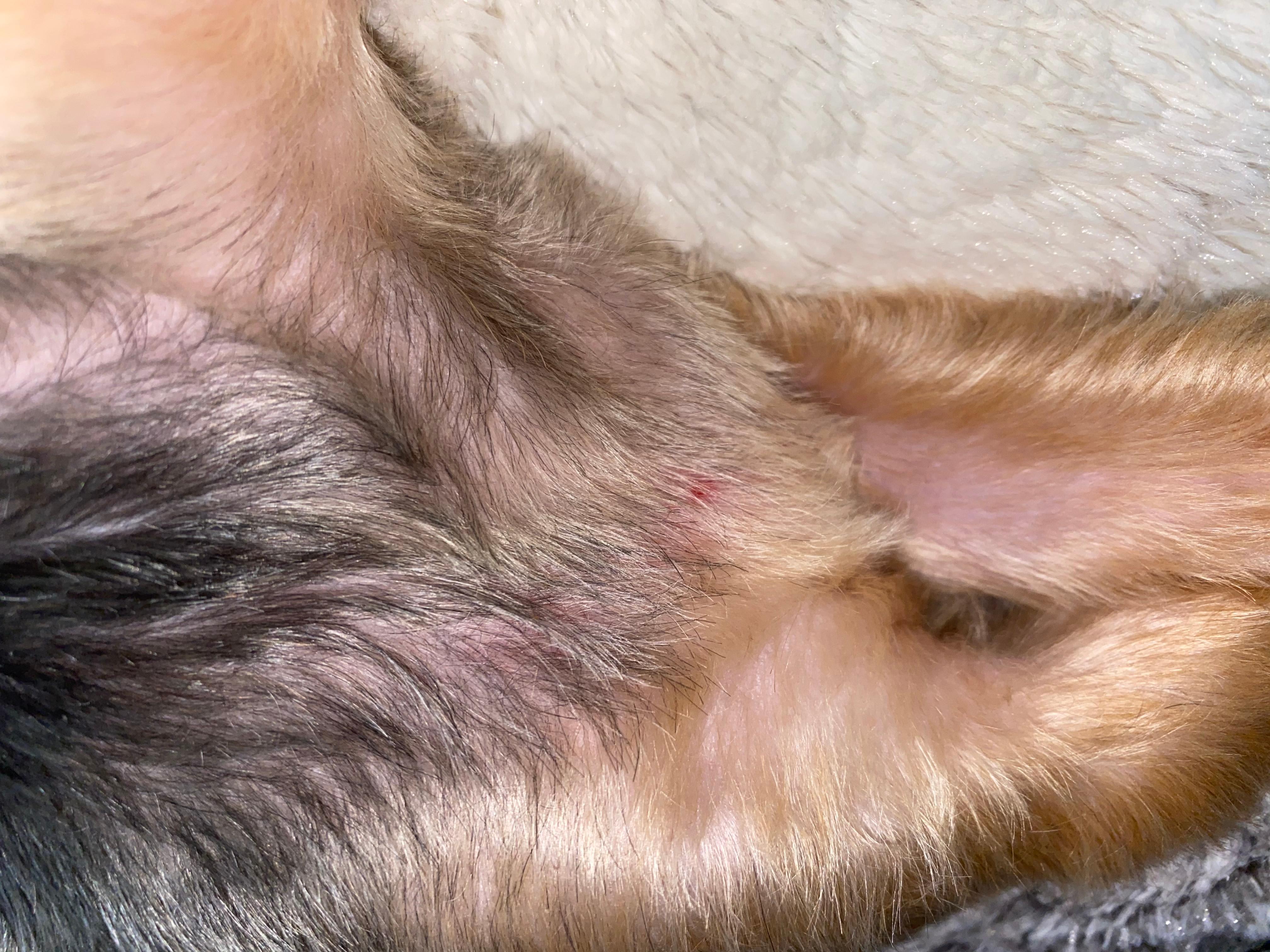 My Dog Has a Neck Scratch or Cut But Seems Fine: What to Do? | Petco