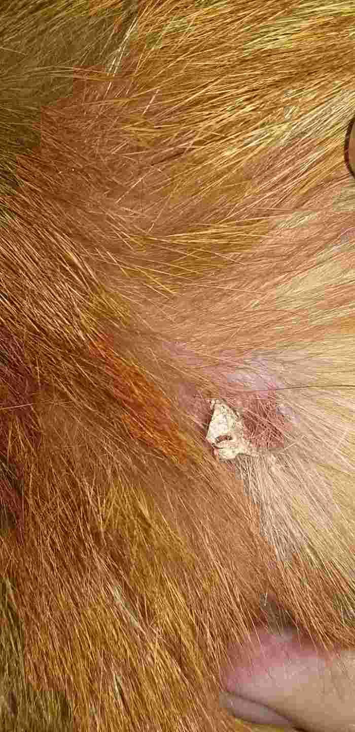 My cat has a crusty scab but acts normal. Should I worry? | Petco