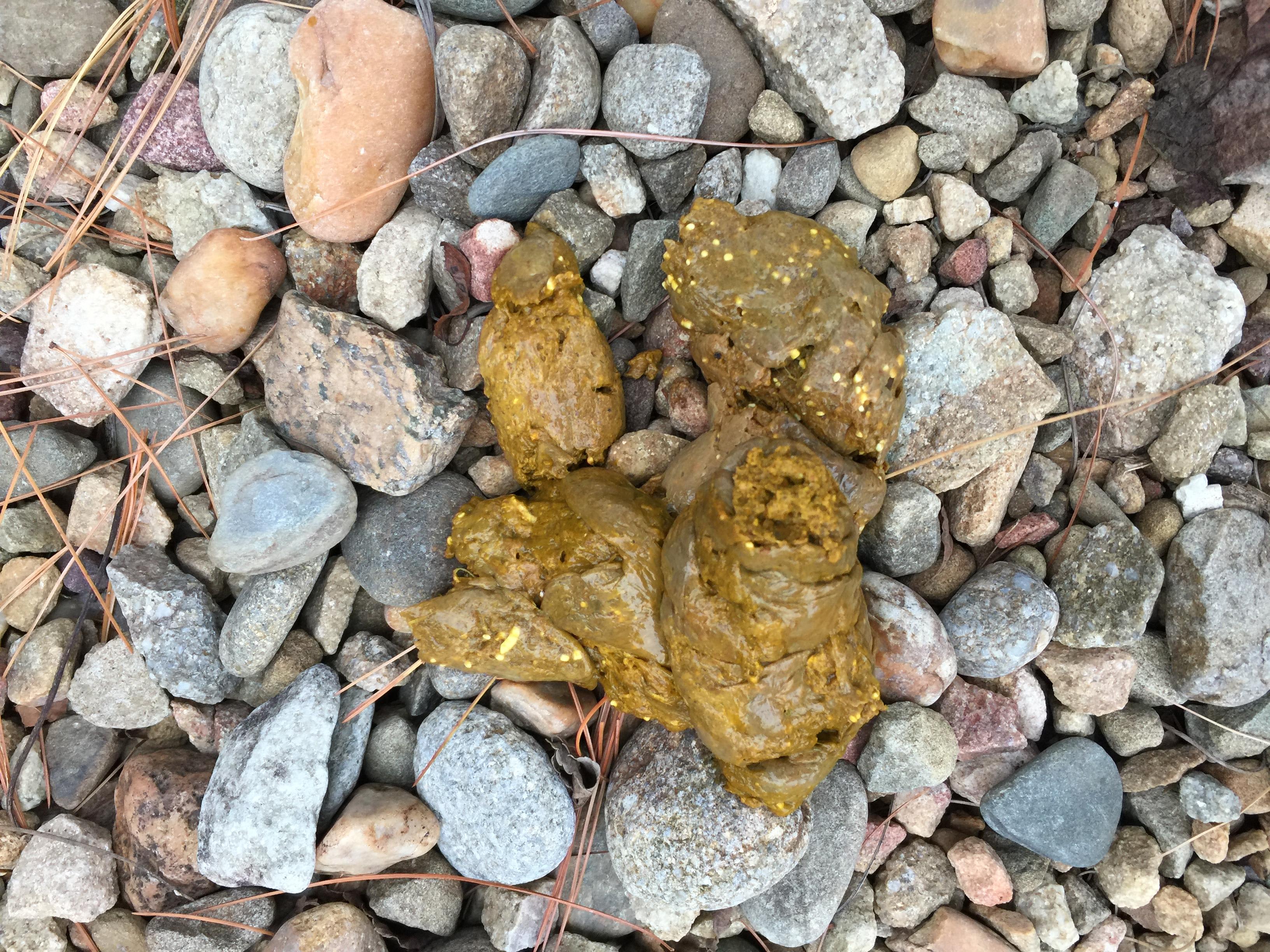 Yellow dots in dog poop: Rice or tapeworms after deworming? | Petco