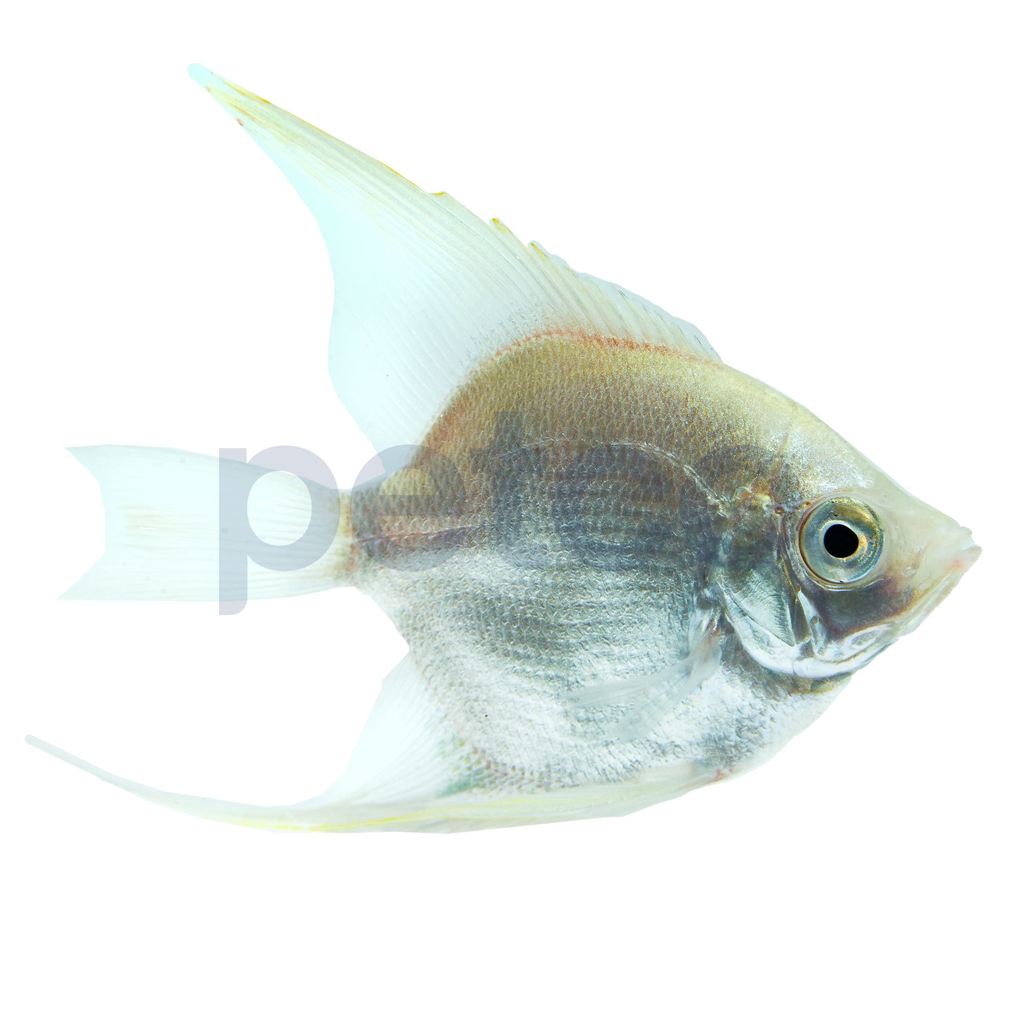 Platinum Angelfish For Sale | Petco