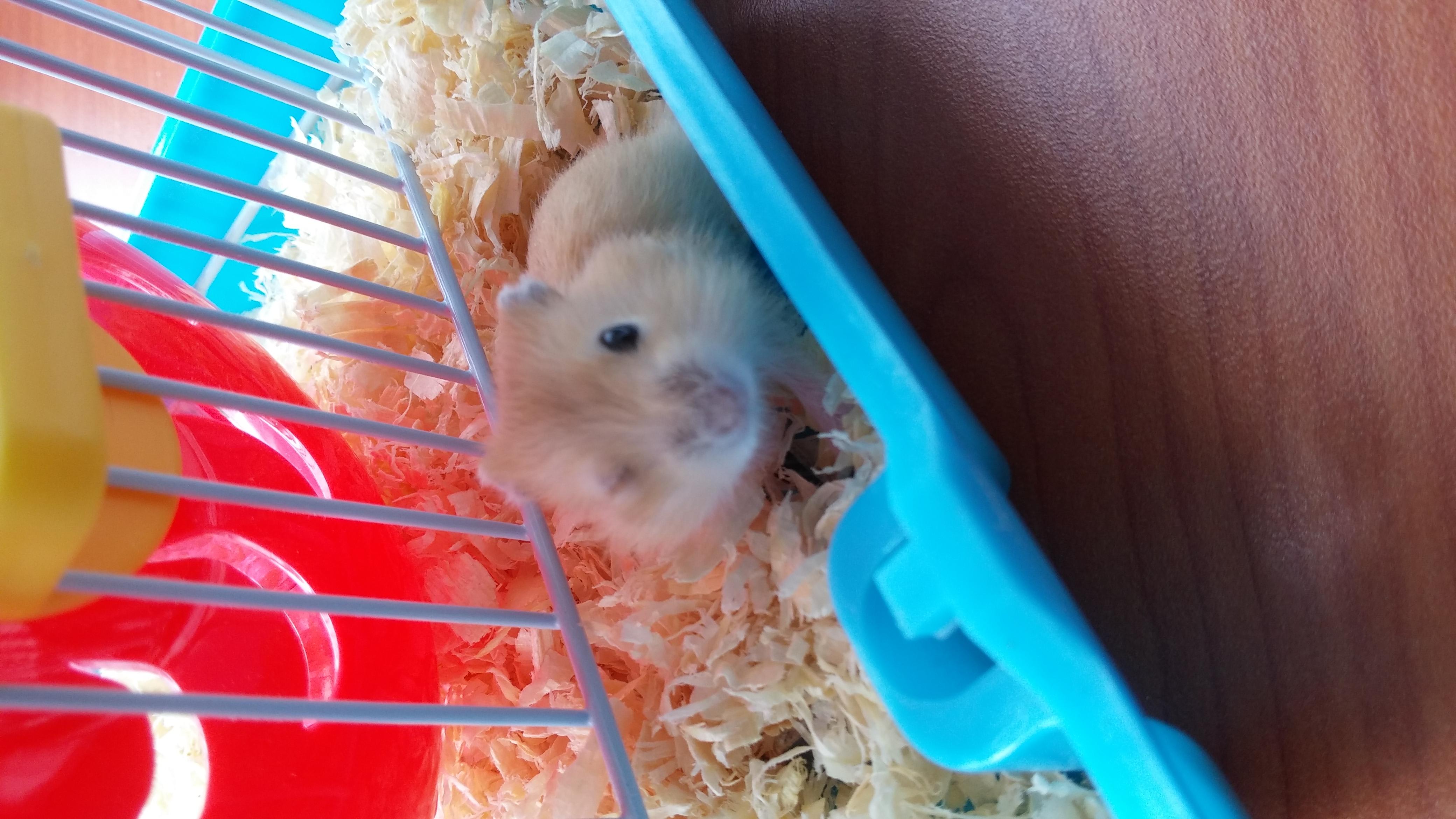 My hamster bit the baby hamster's eye. Vet visit urgently needed? | Petco