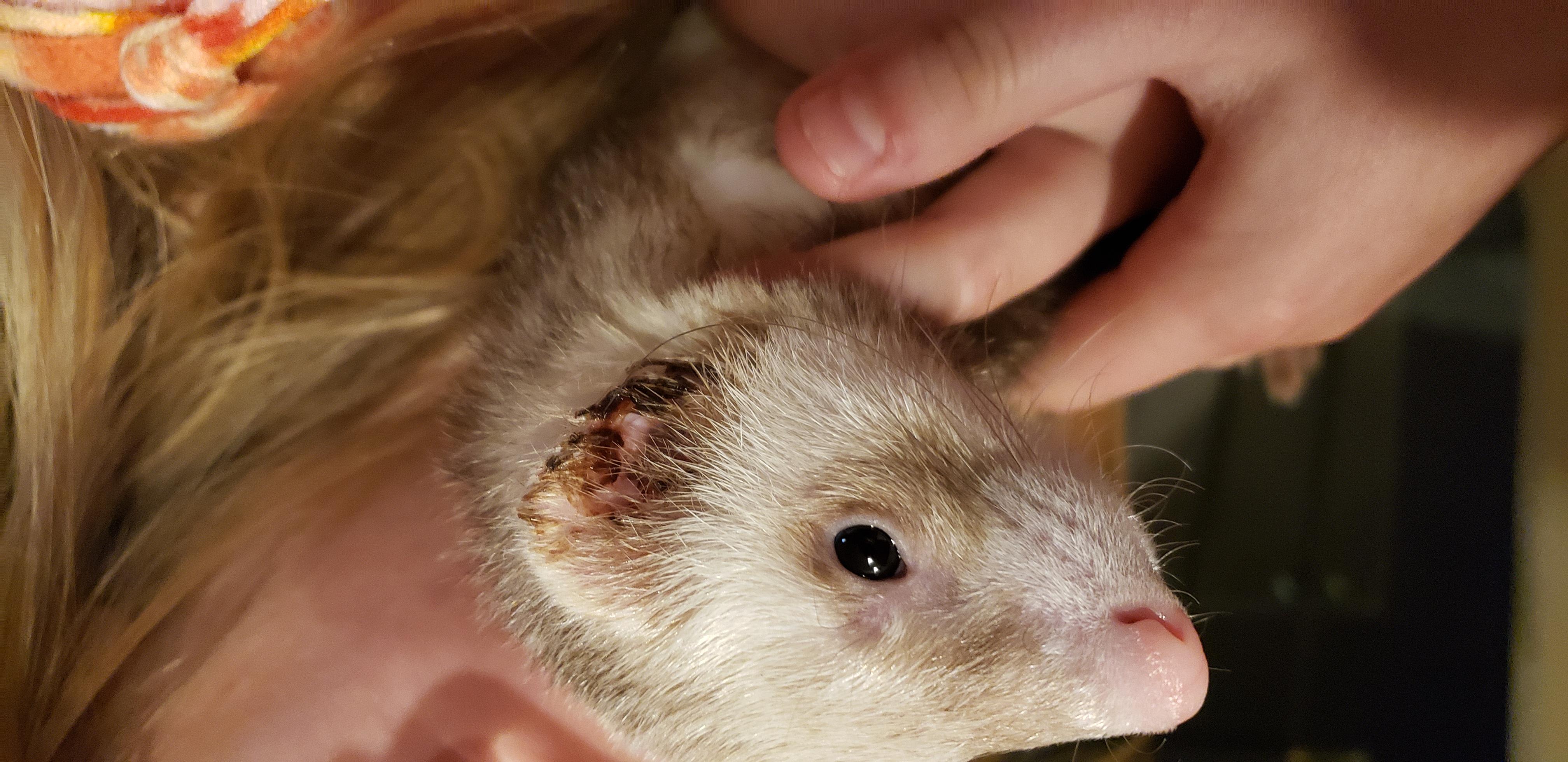 What to Do If Your Ferret Has Ear Gunk or Suspected Ear Mites? | Petco