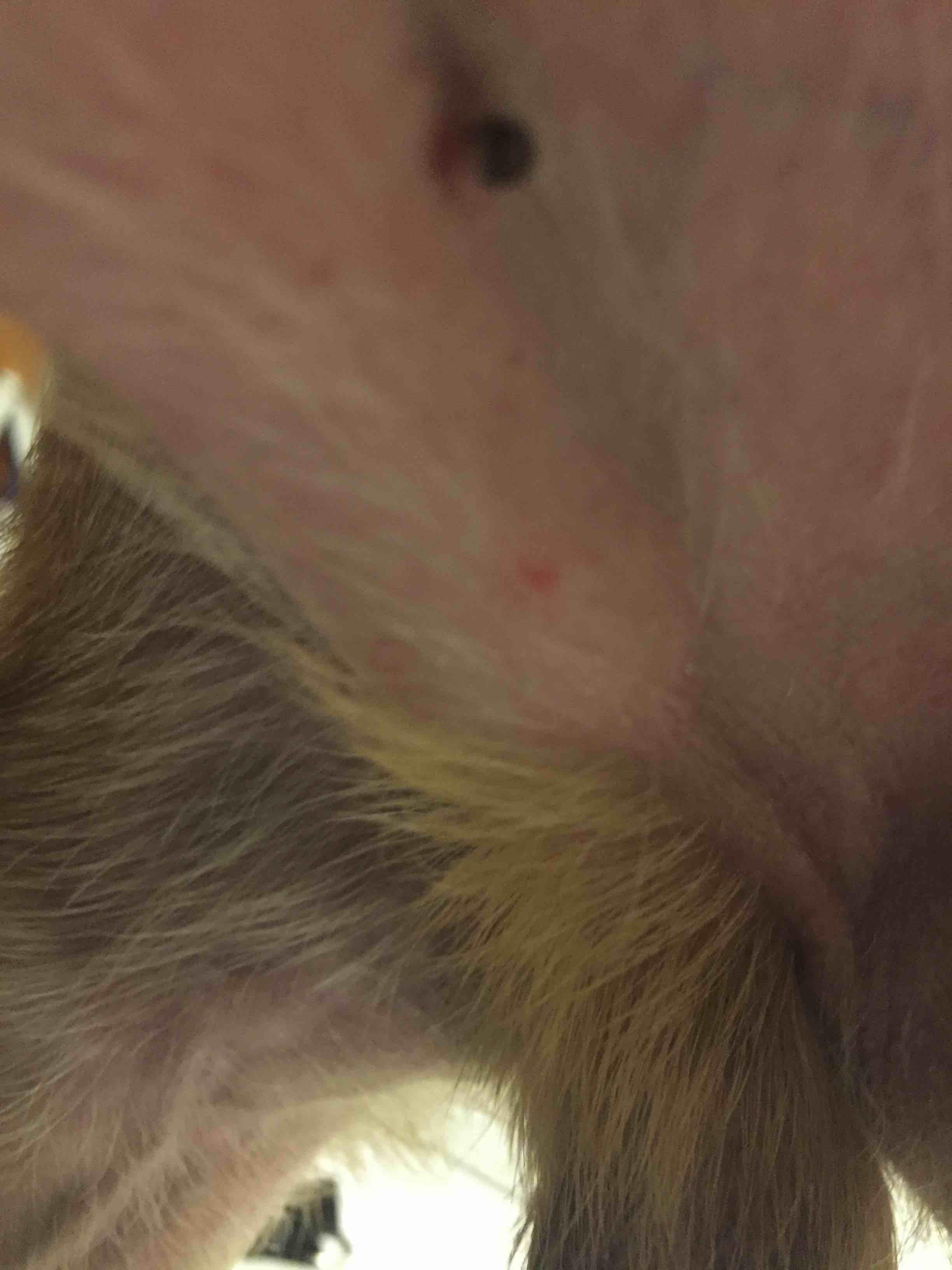 Red Mark on Dog's Lower Penis: What It Means & Should You Worry? | Petco