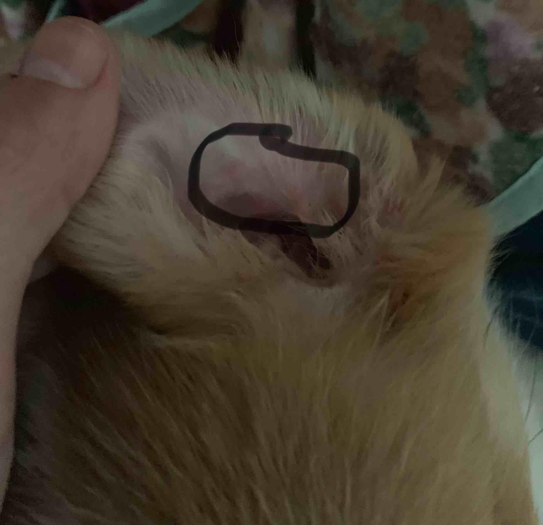 My dog has dirty, red ears with bumps & dandruff. What's wrong? | Petco