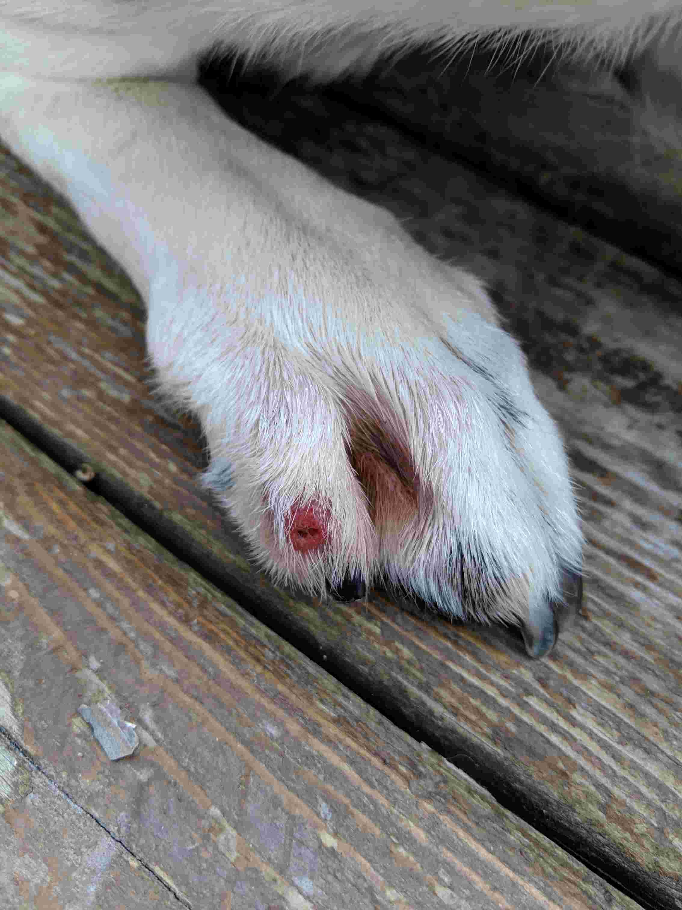 Open Sore on Dog's Toe? When to Treat at Home vs. See a Vet | Petco