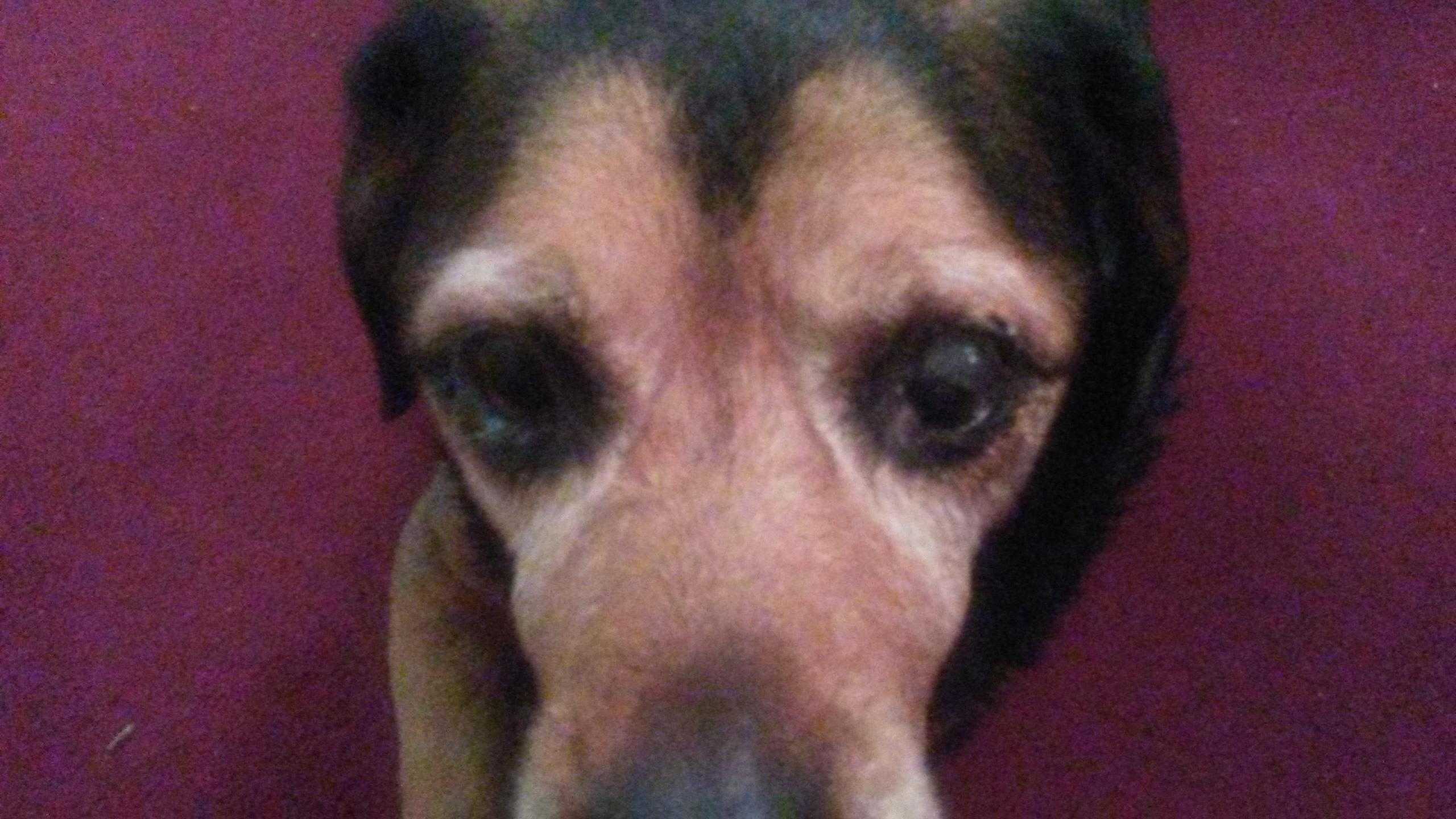 Dog has eye discharge. Is it safe to use old Polytrim eye drops? | Petco