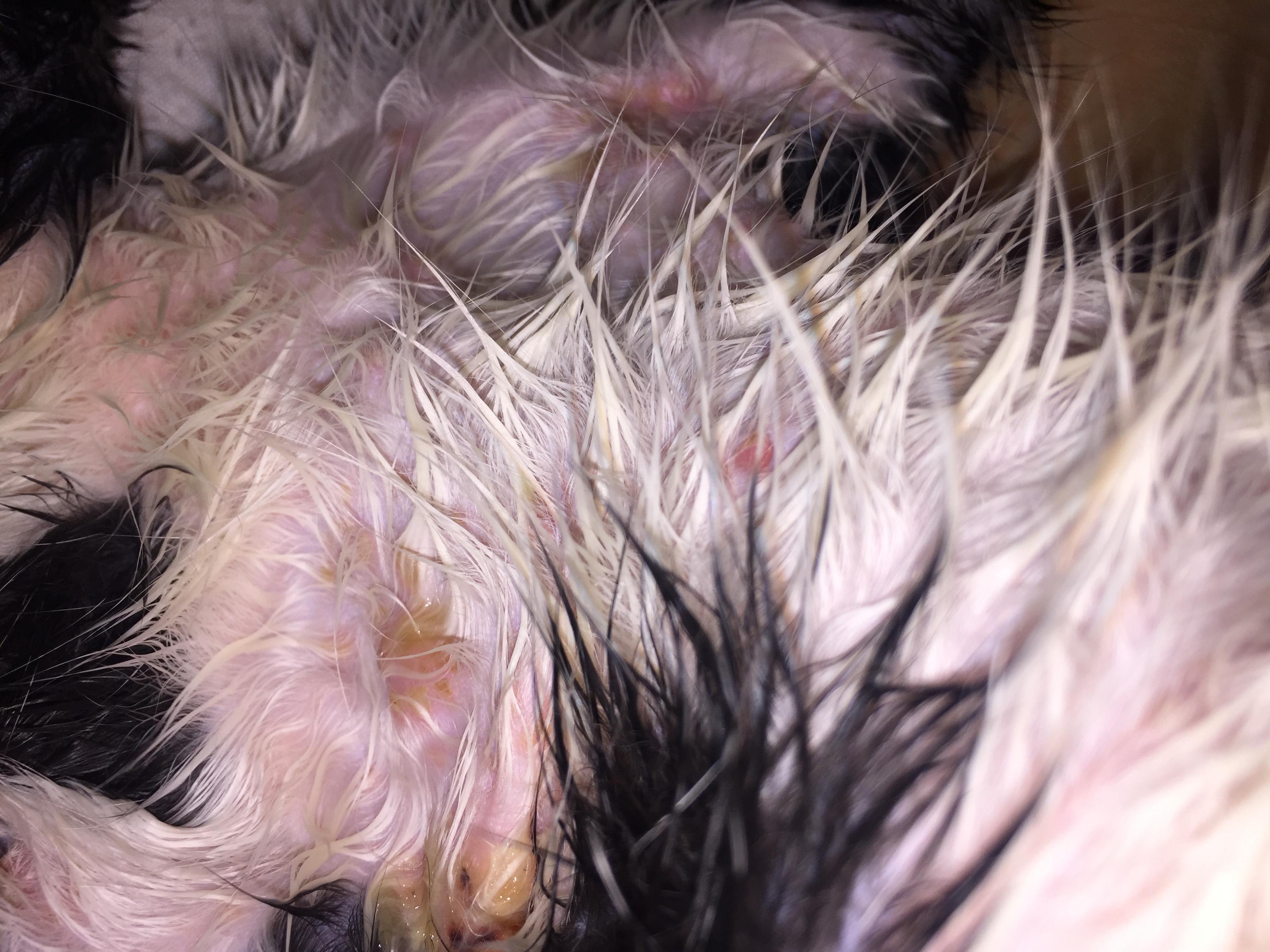 How to Treat Kitten's Infected Armpit Bumps from Flea & Ant Bites | Petco