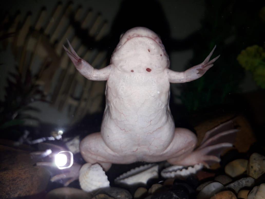 How to Treat African Clawed Frog Skin Wounds with Tetracycline? | Petco