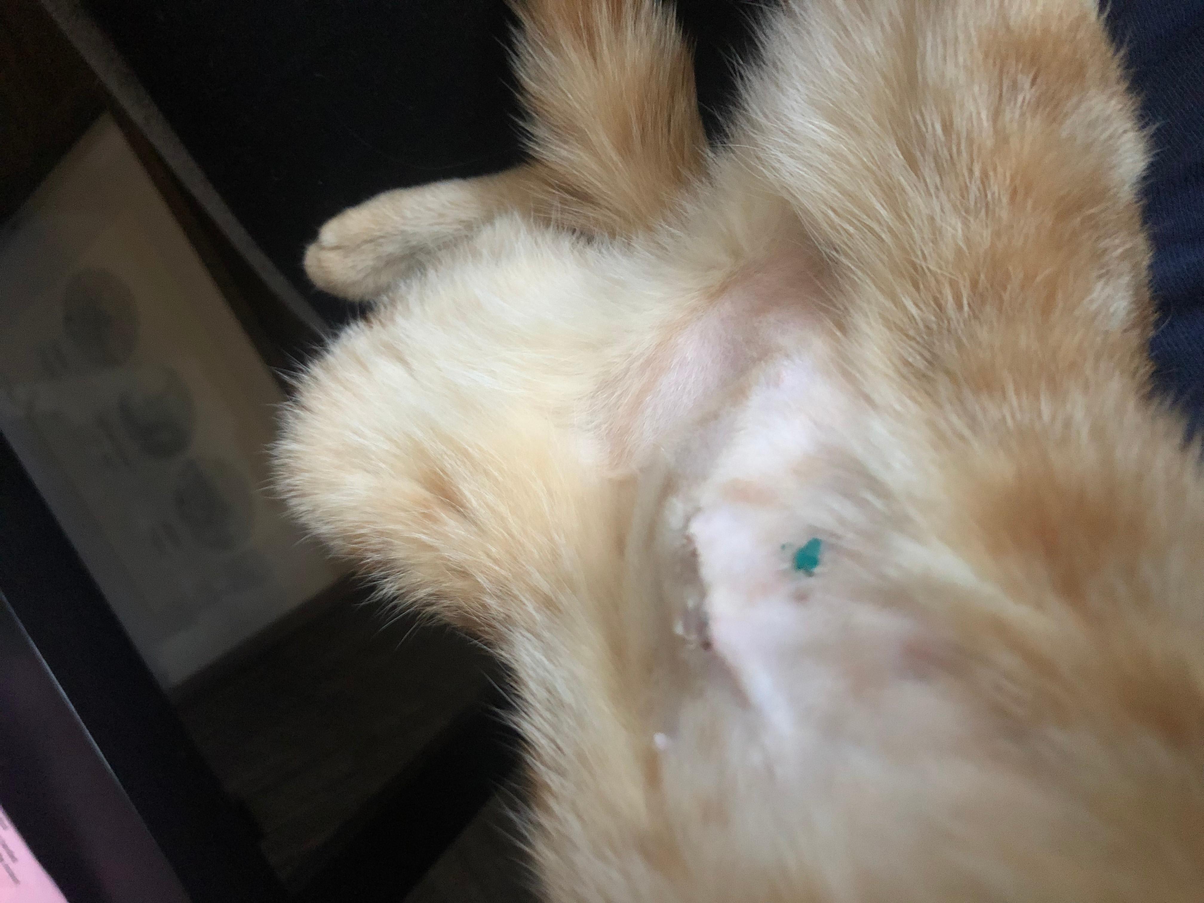 My cat's spay incision is swollen and firm. Is this normal? | Petco