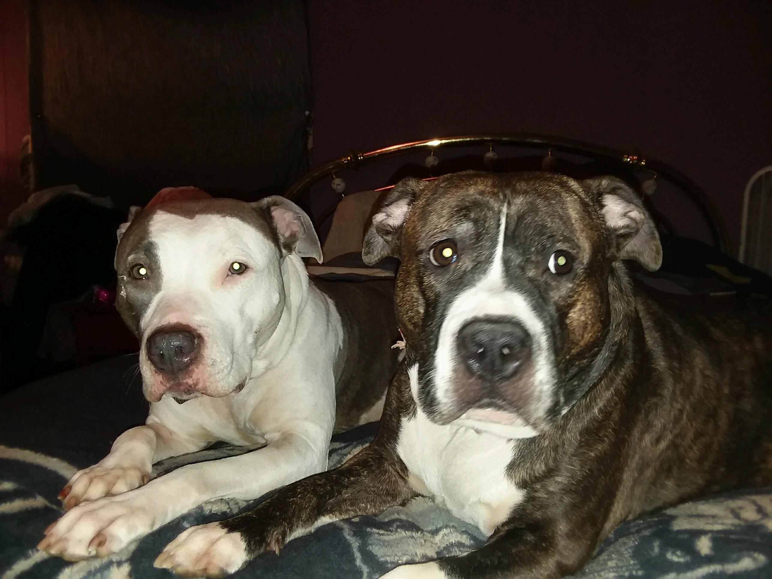 My Amstaff attacked my dog during laser play. Is this normal? | Petco