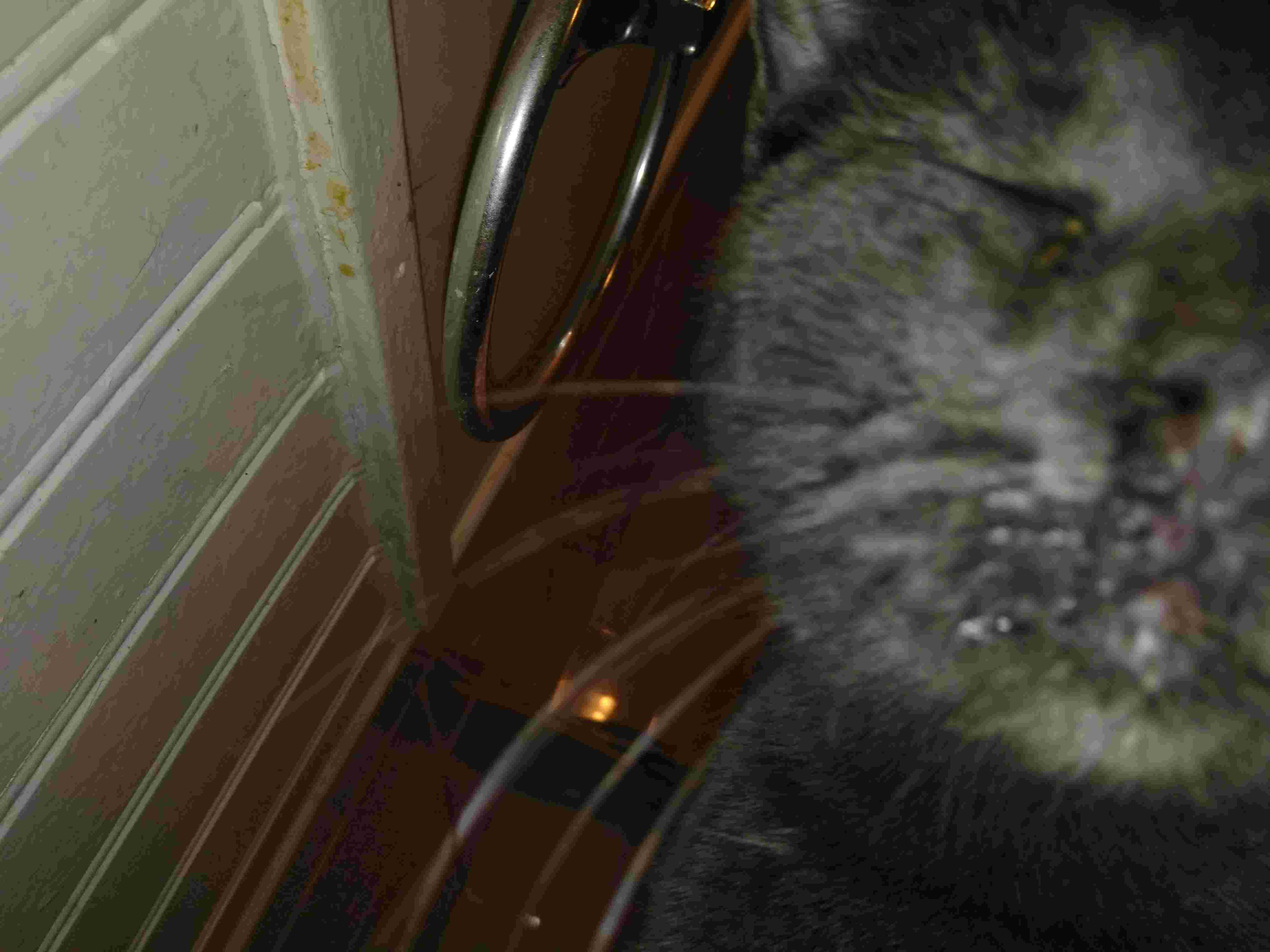 Why does my cat have foul breath, painful eating, eye discharge? | Petco